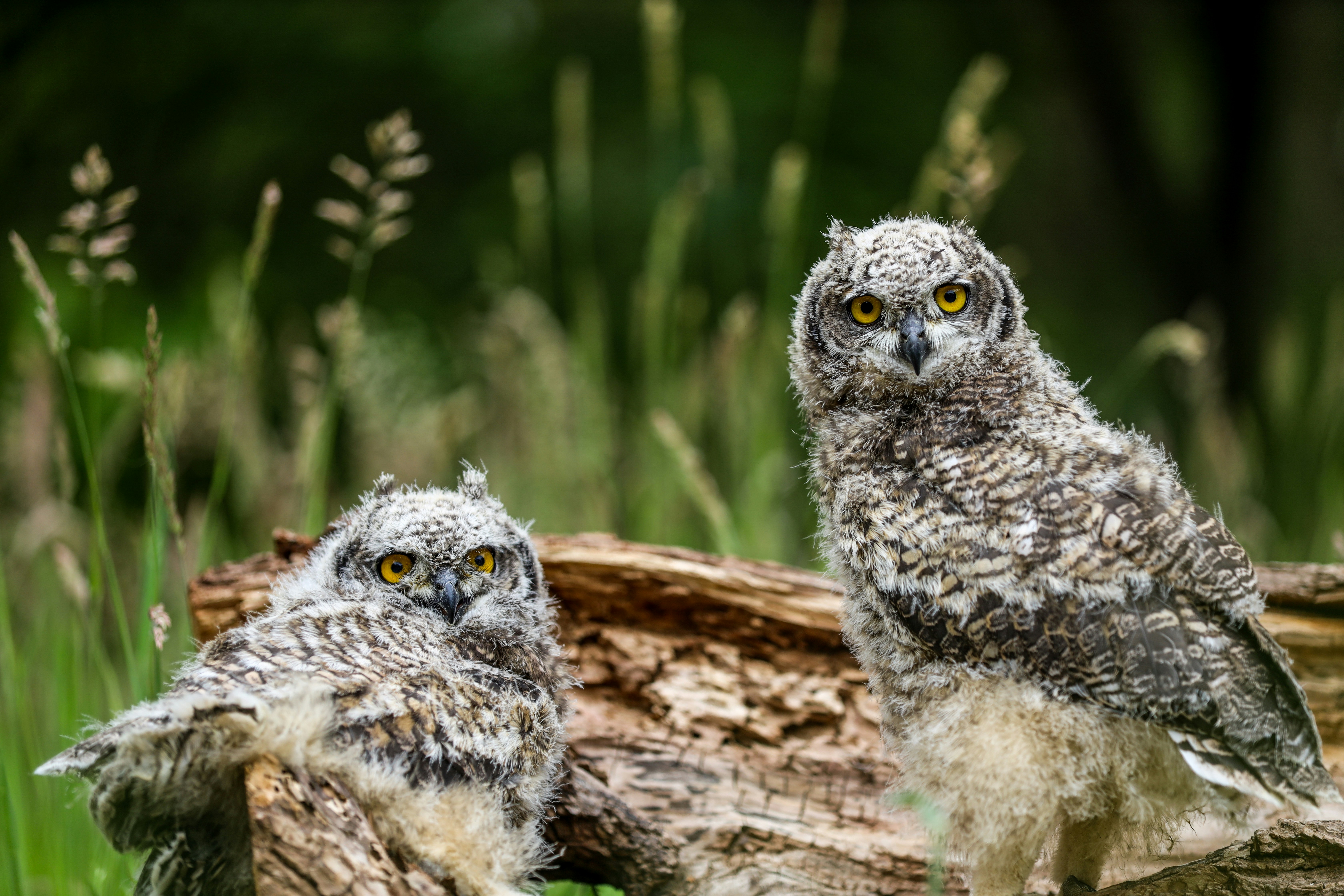 A couple of owls sitting on top of a log photo – Free Owl Image on Unsplash