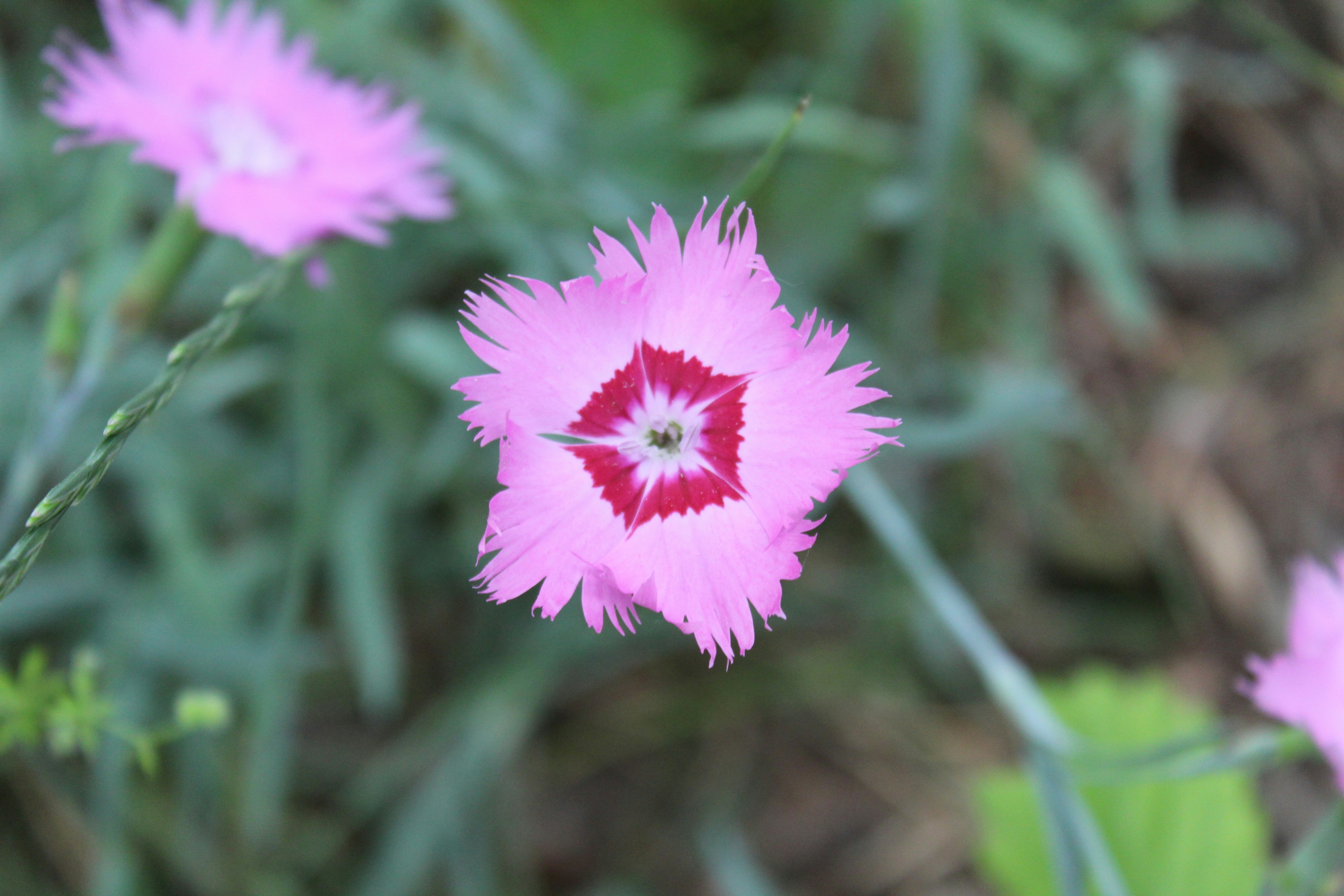 Vibrant pink flower with a striking red center surrounded by lush green foliage.