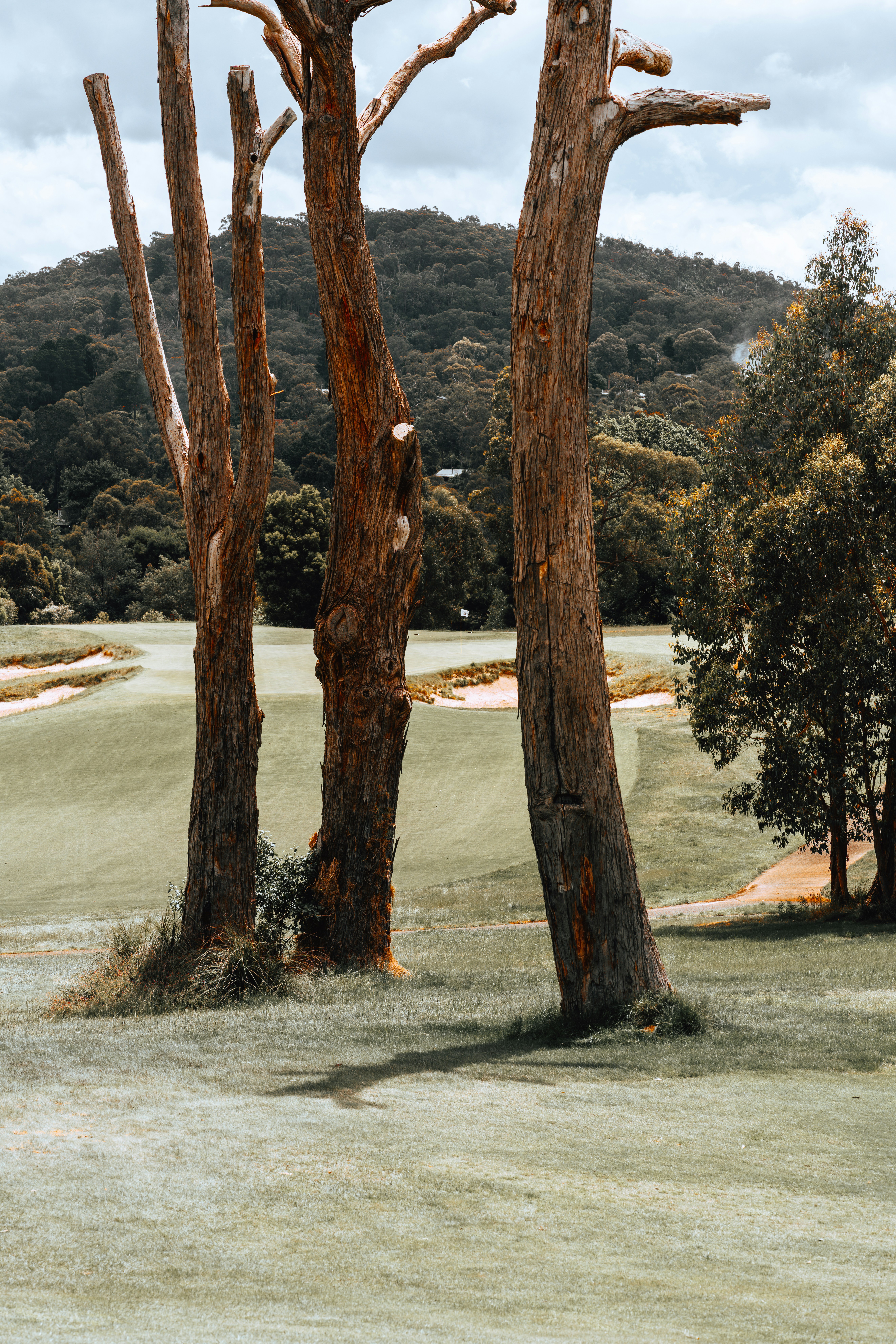Three Silent Giants on a Green Fairway