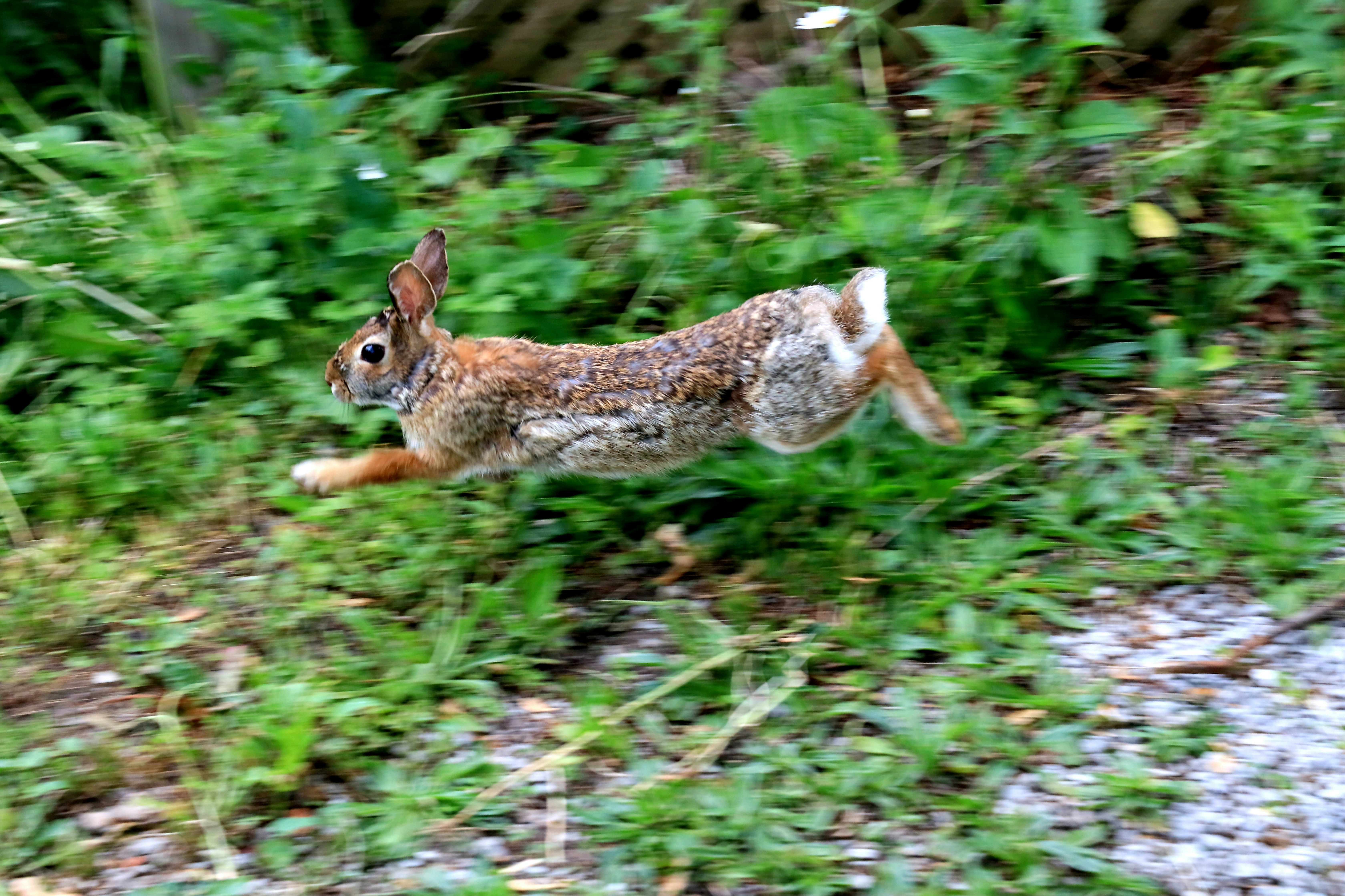 Cottontail Rabbit Running