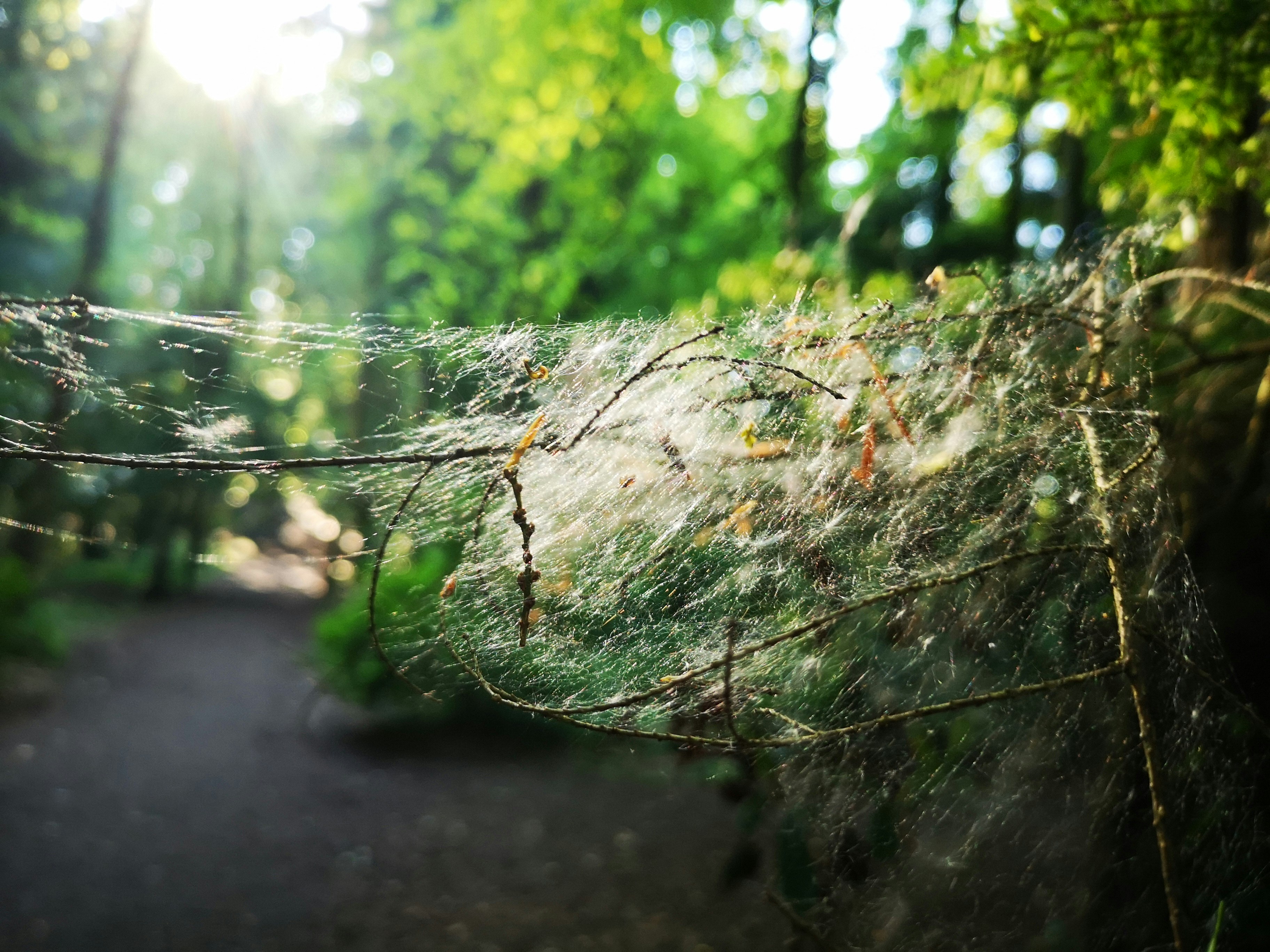 Intricate spider web adorned with dew drops, suspended between branches in a sunlit forest. The background features a soft-focus path leading deeper into the greenery.