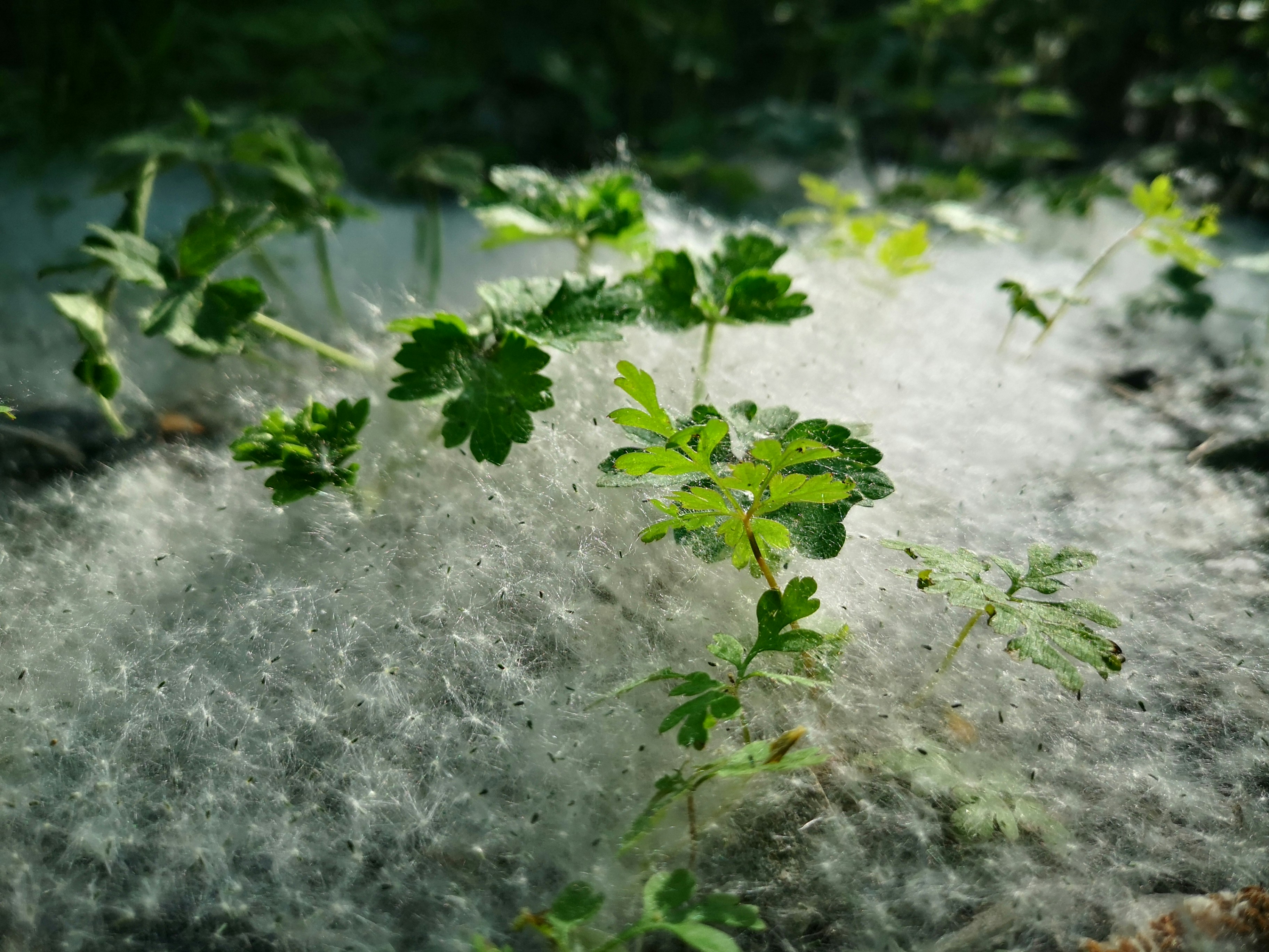 Delicate green leaves emerge from a soft, white fibrous background, illustrating nature's quiet persistence in a serene setting.