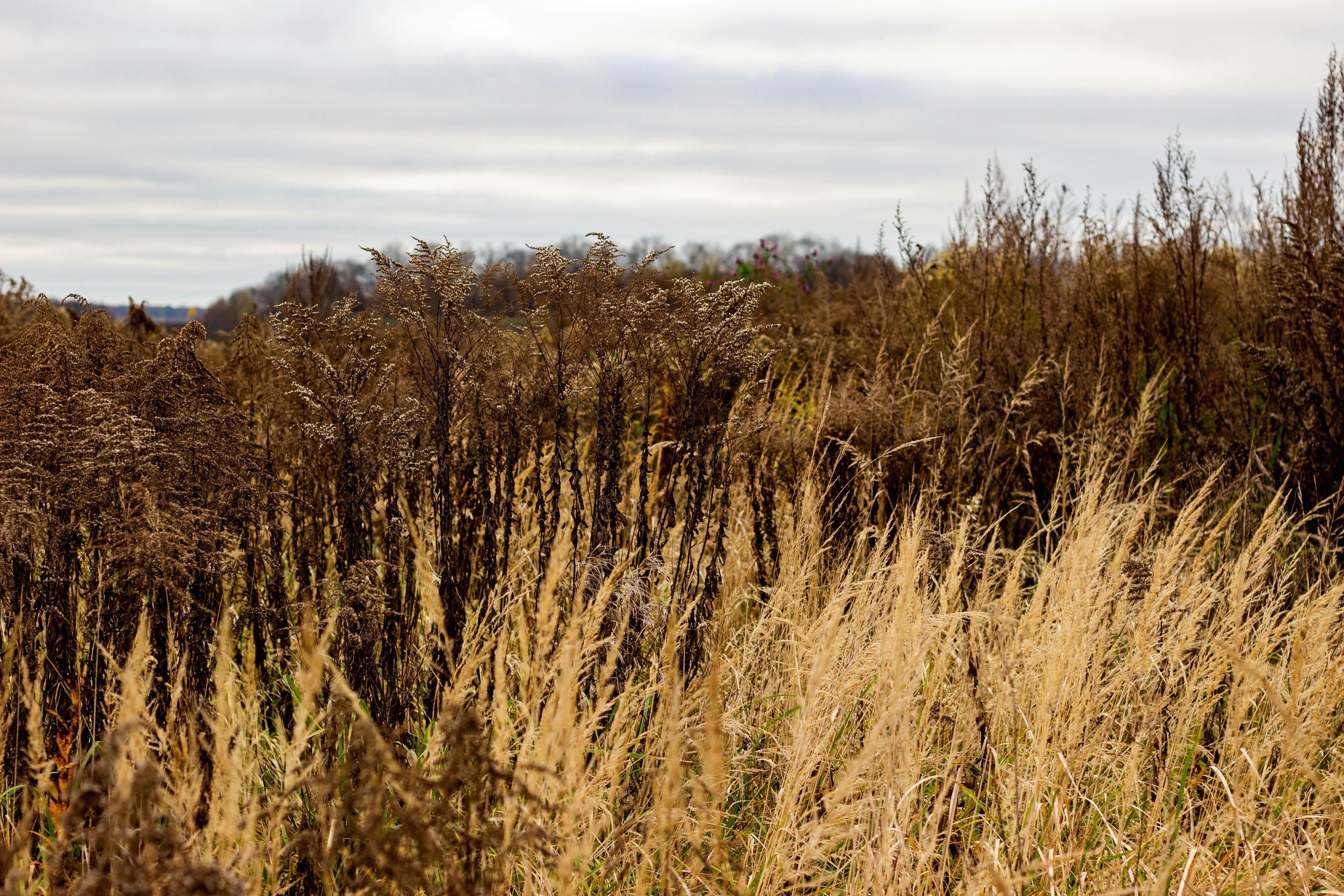 A field full of tall brown grass under a cloudy sky photo – Free Plant ...