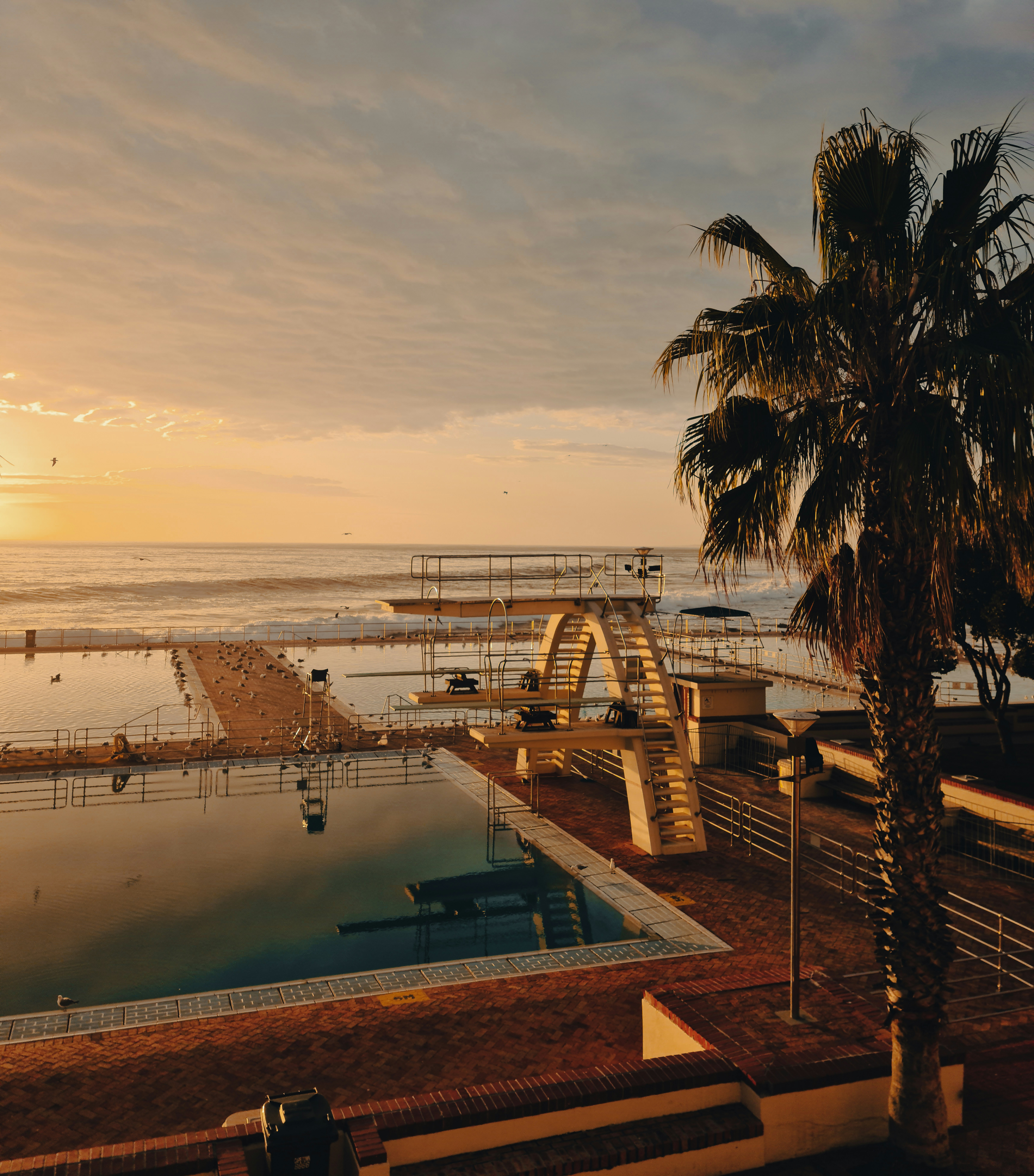 A palm tree next to a swimming pool photo – Free Wallpaper Image on ...