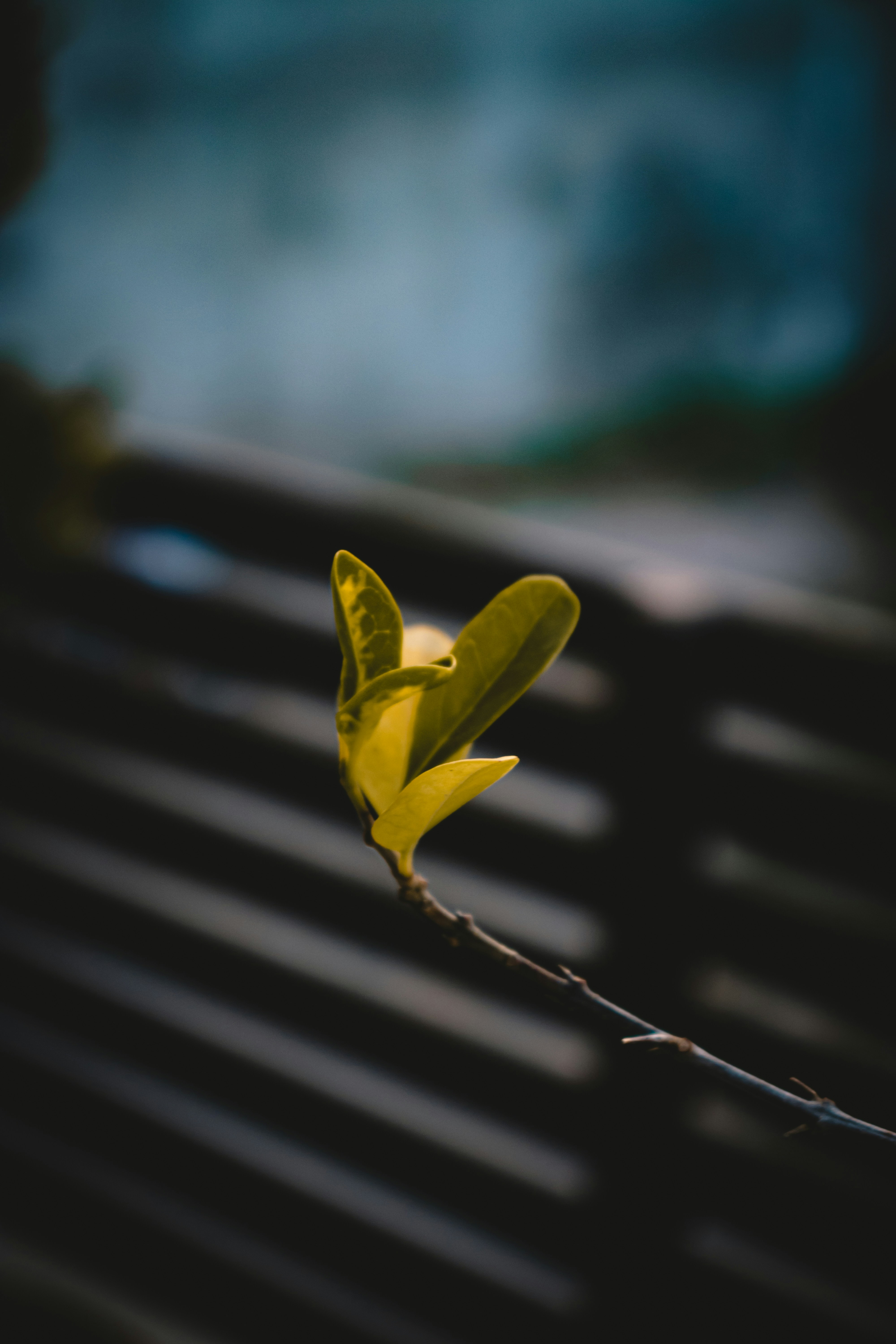 Emerging Tender: A single leaf in sharp bloom against a moody blurred backdrop