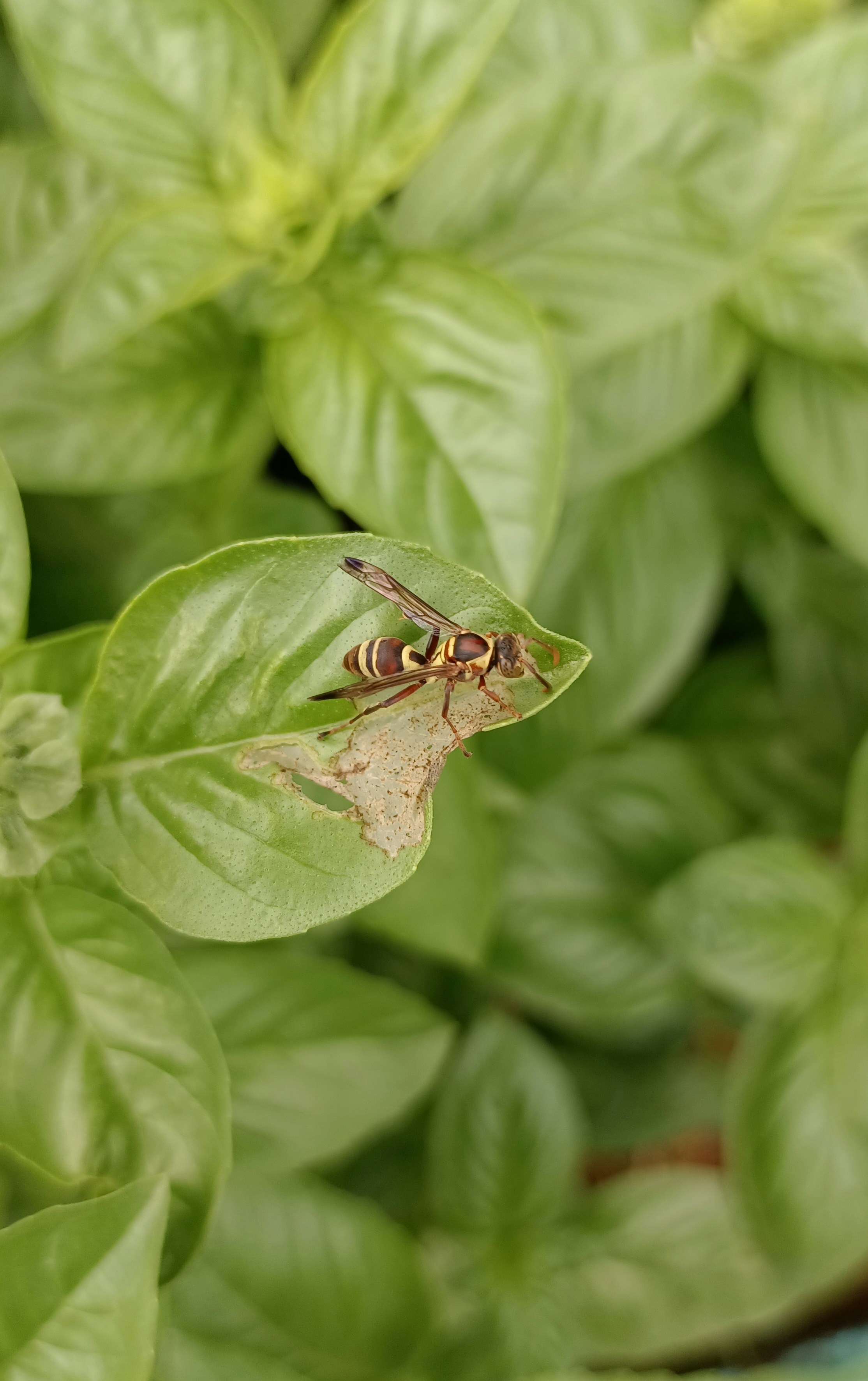 Macro photograph of a hoverfly perched on a basil leaf, highlighting its striped abdomen and the torn leaf edge with a soft green background.