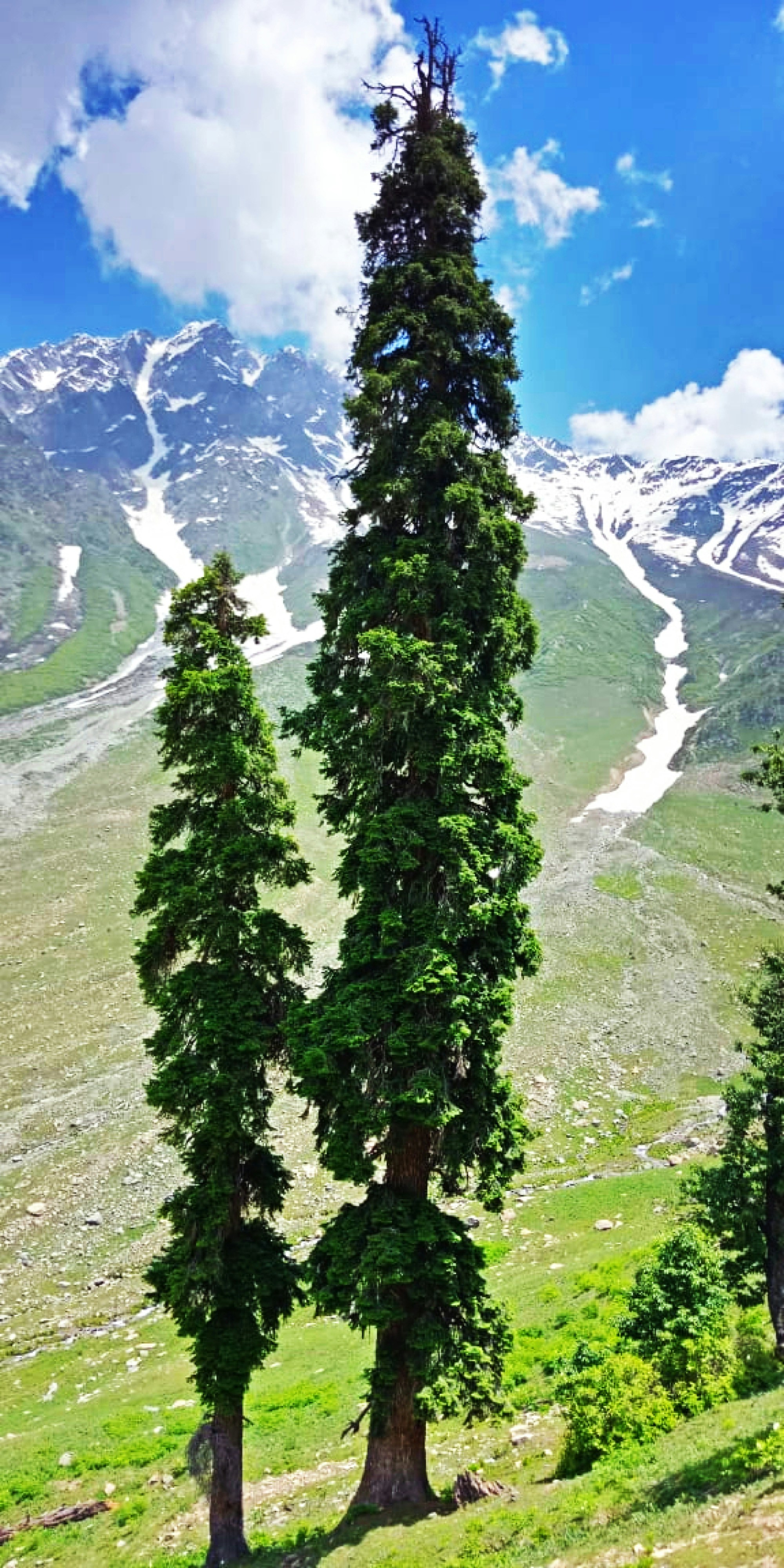 A couple of trees that are in the grass photo – Free Swat Image on Unsplash