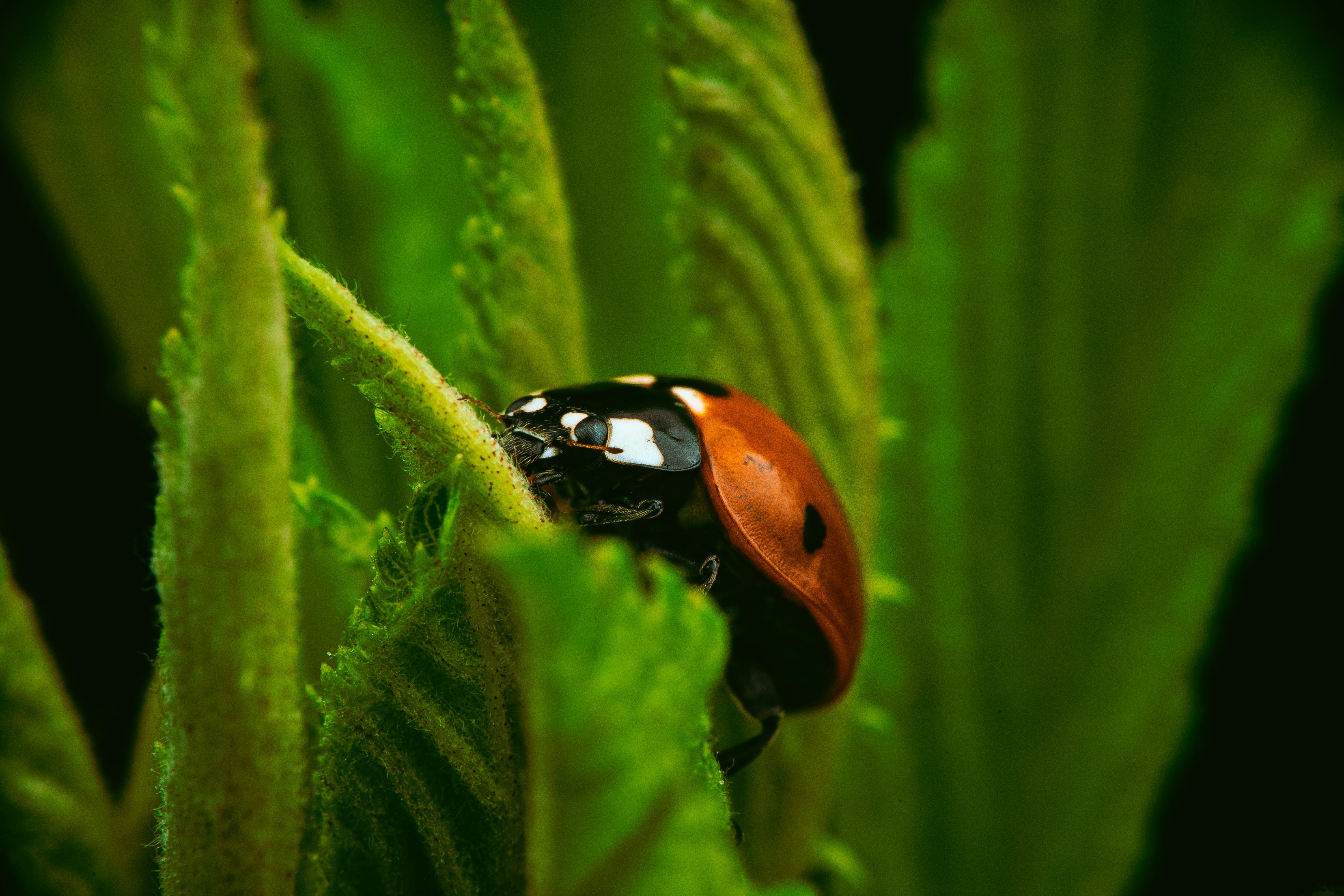 A ladybug perched delicately on green leaves, showcasing its vibrant red and black coloring against a rich backdrop of foliage.