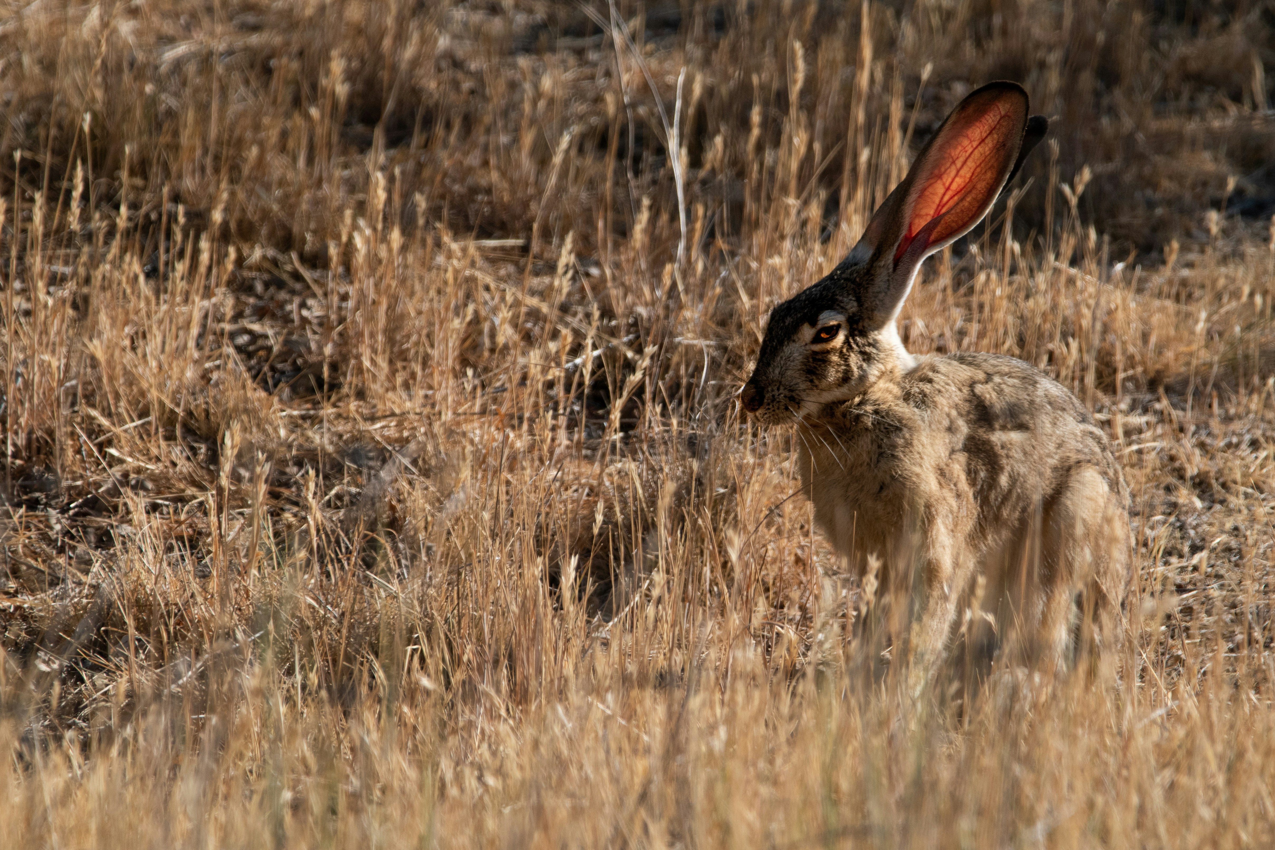 Un conejo marrón parado en un campo de hierba seca foto – Imagen de ...