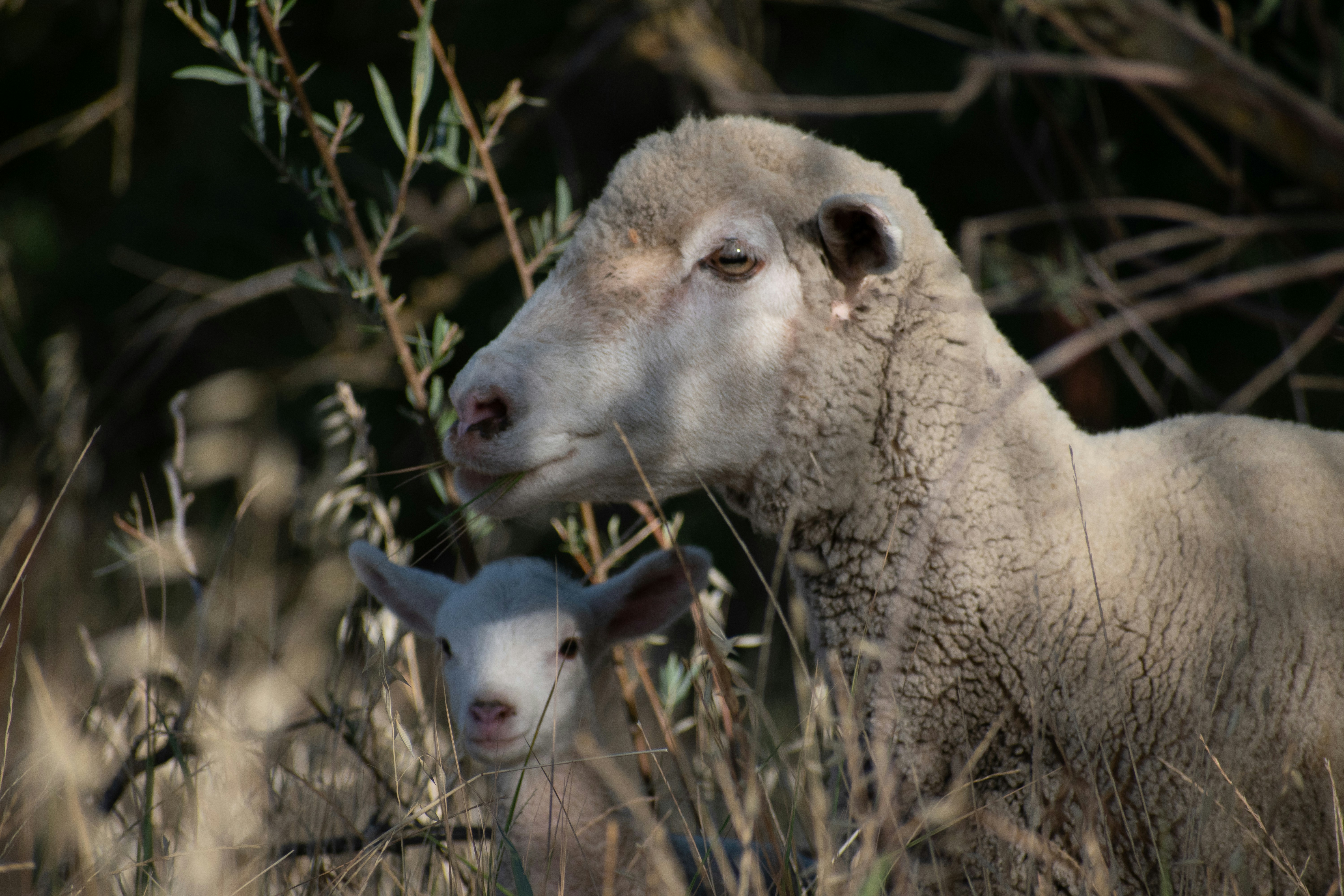 Dappled Gaze: A Mother Sheep and Her Lamb in Quiet Grass