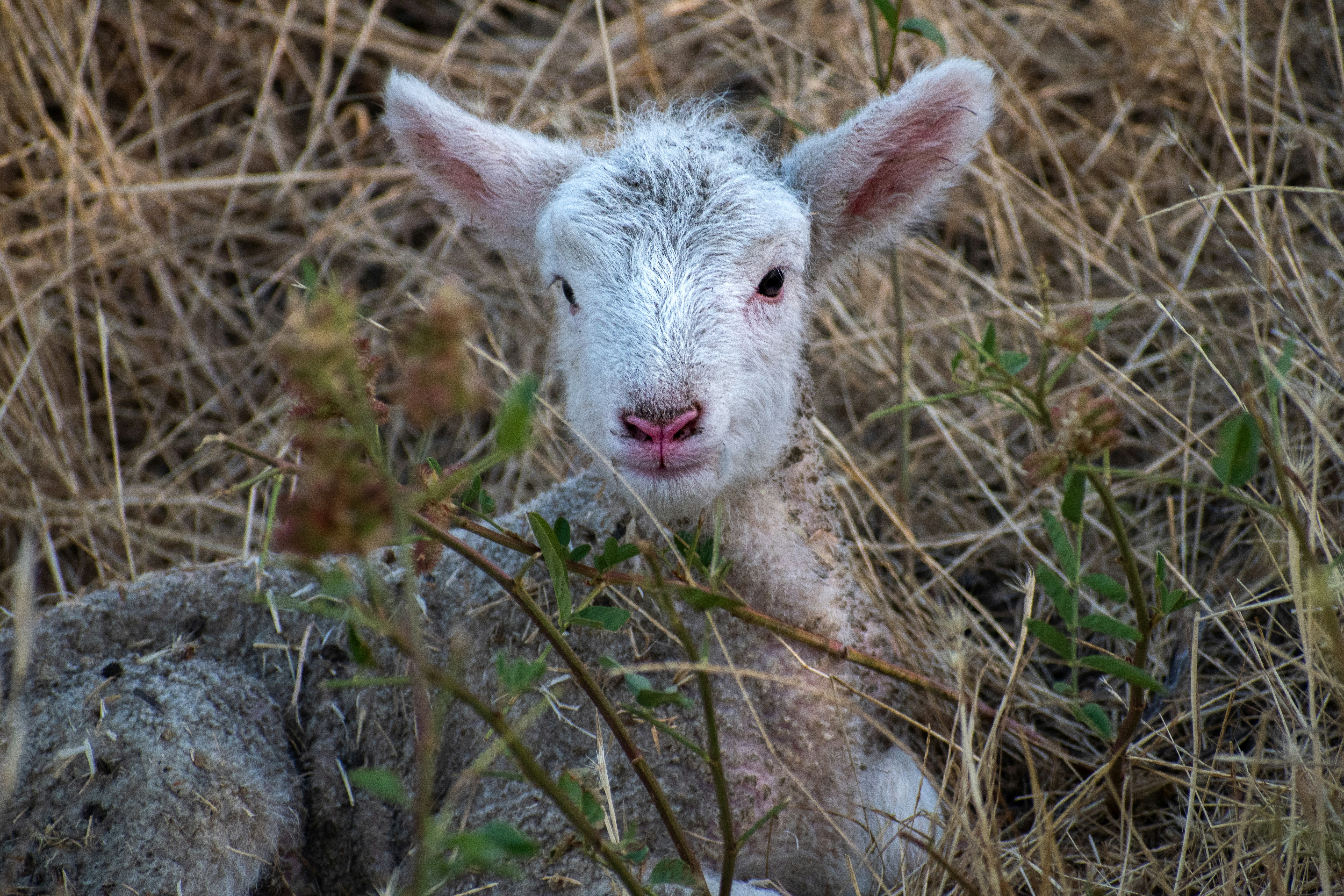 Foto Una oveja bebé está sentada en la hierba alta – Imagen Cerdo ...