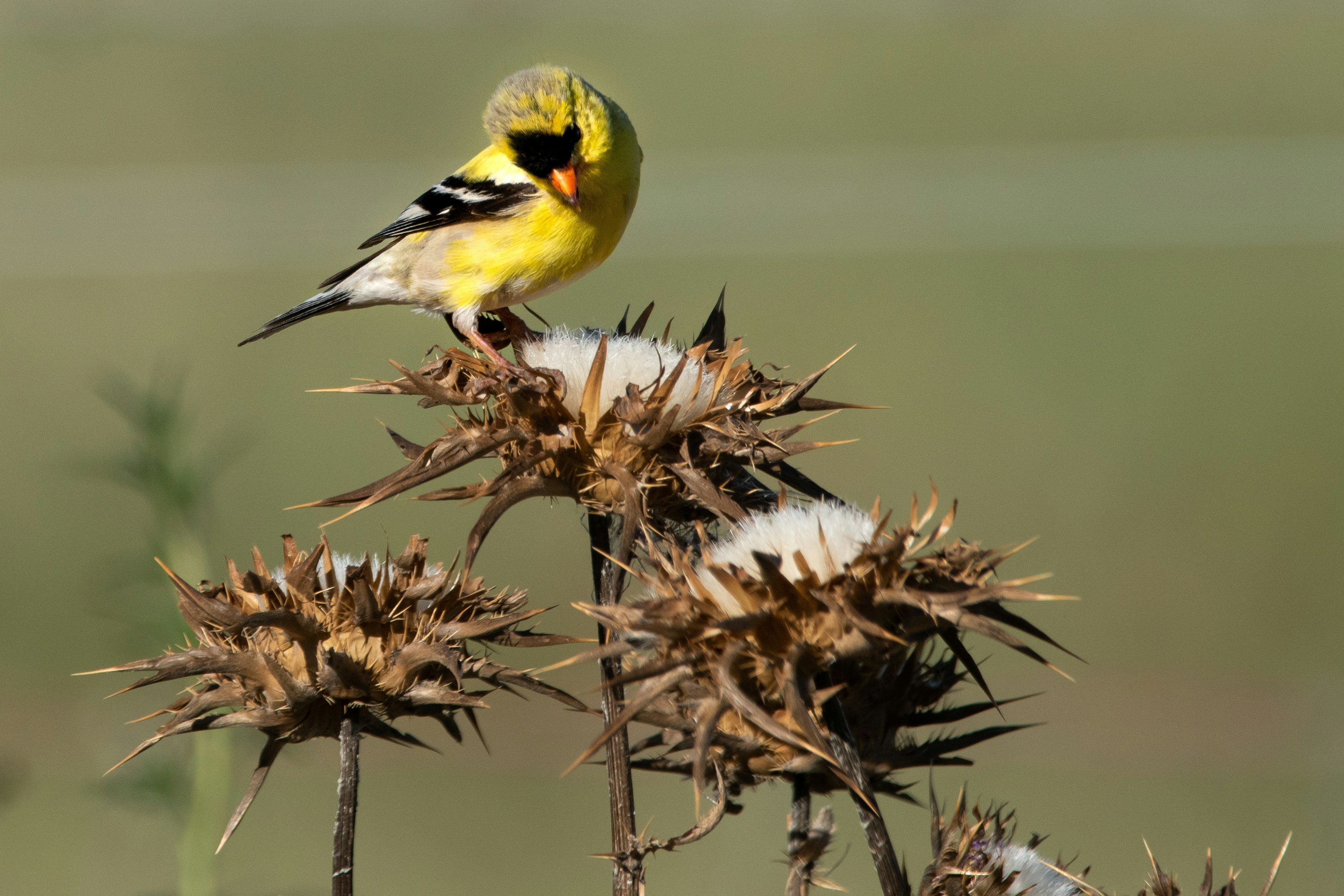 Yellow warbler perched atop thorny seedheads against a muted meadow