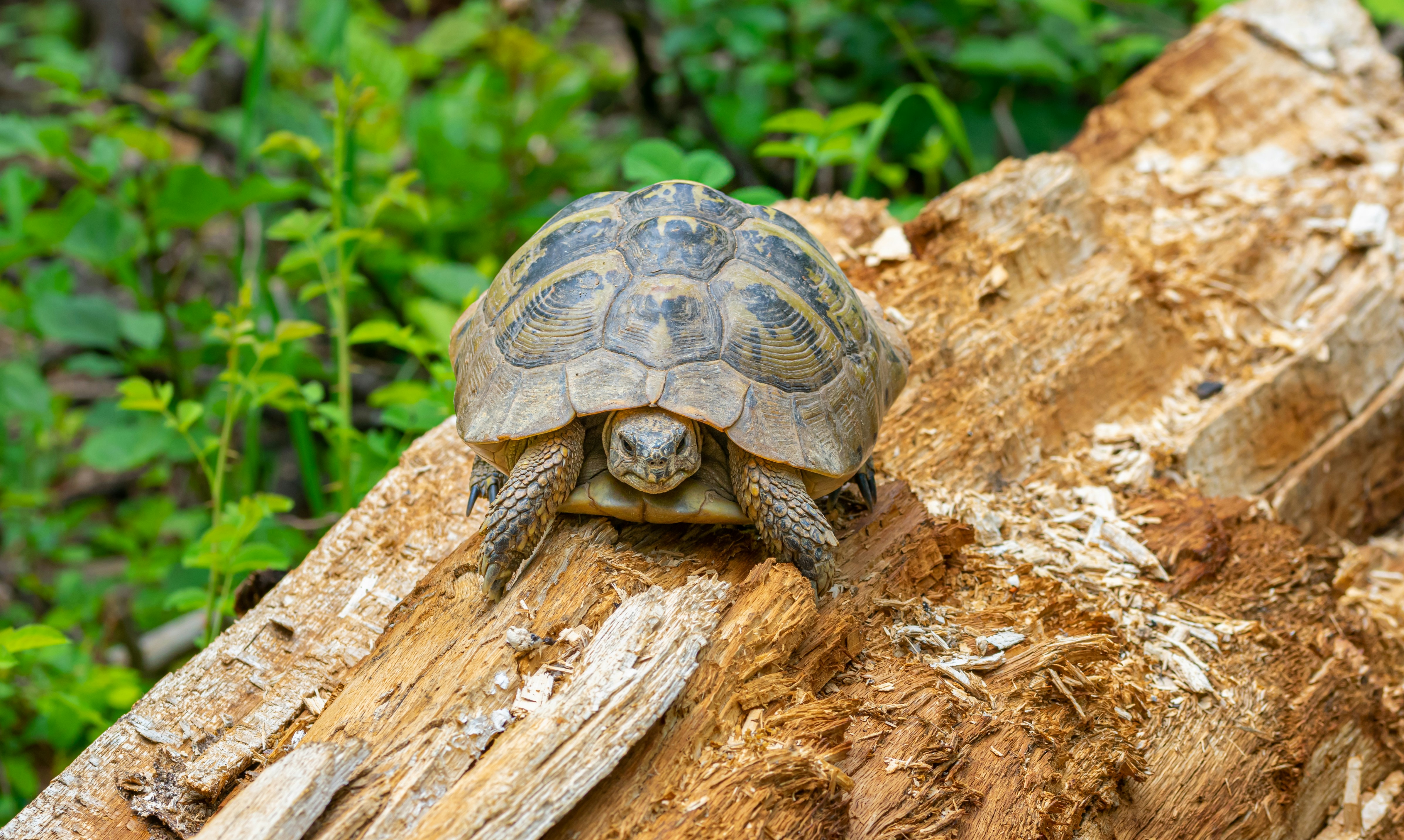 A turtle is sitting on a tree stump photo – Free Ilovița Image on Unsplash