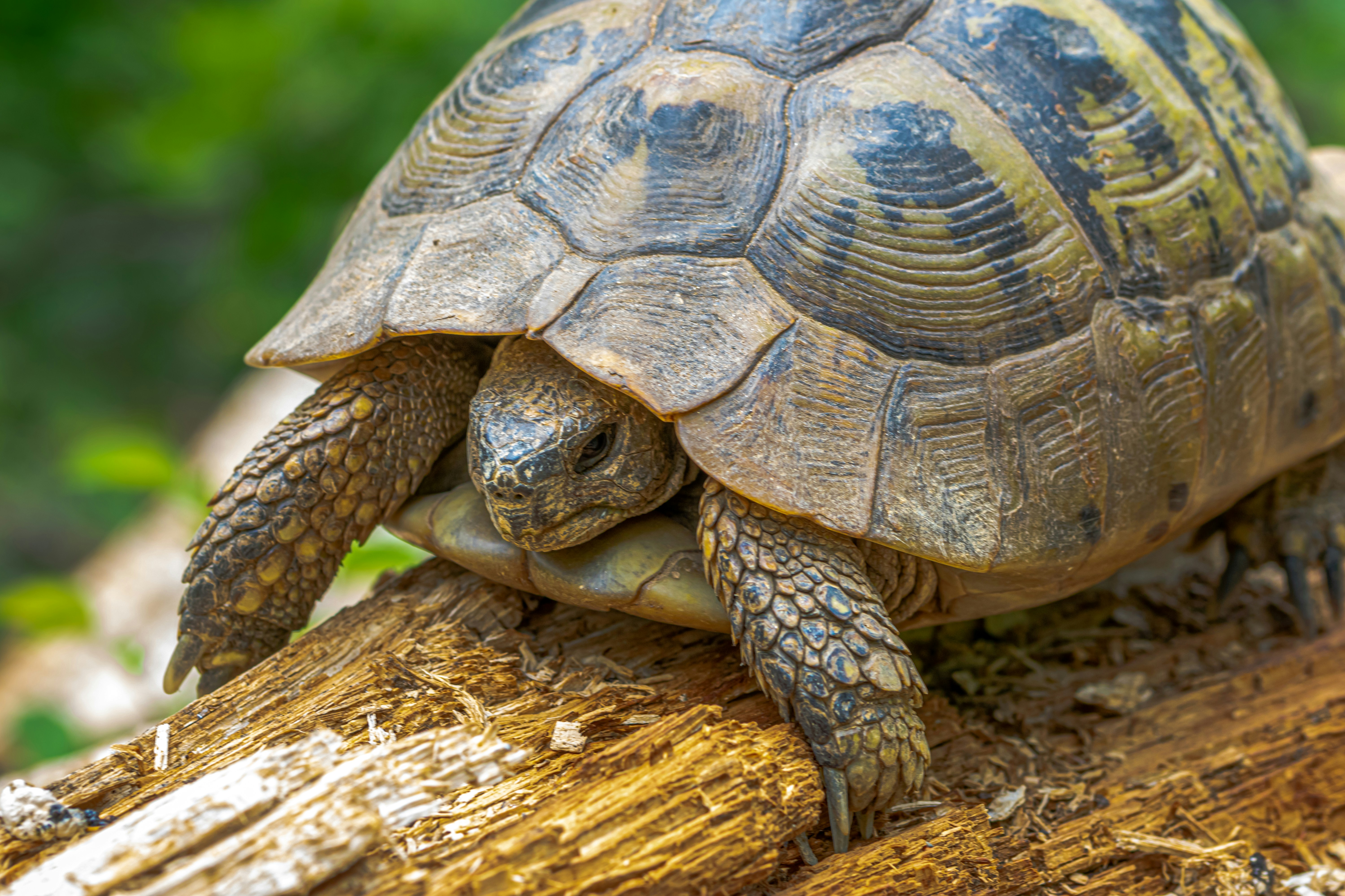A close up of a turtle on a tree branch photo – Free Nature background ...