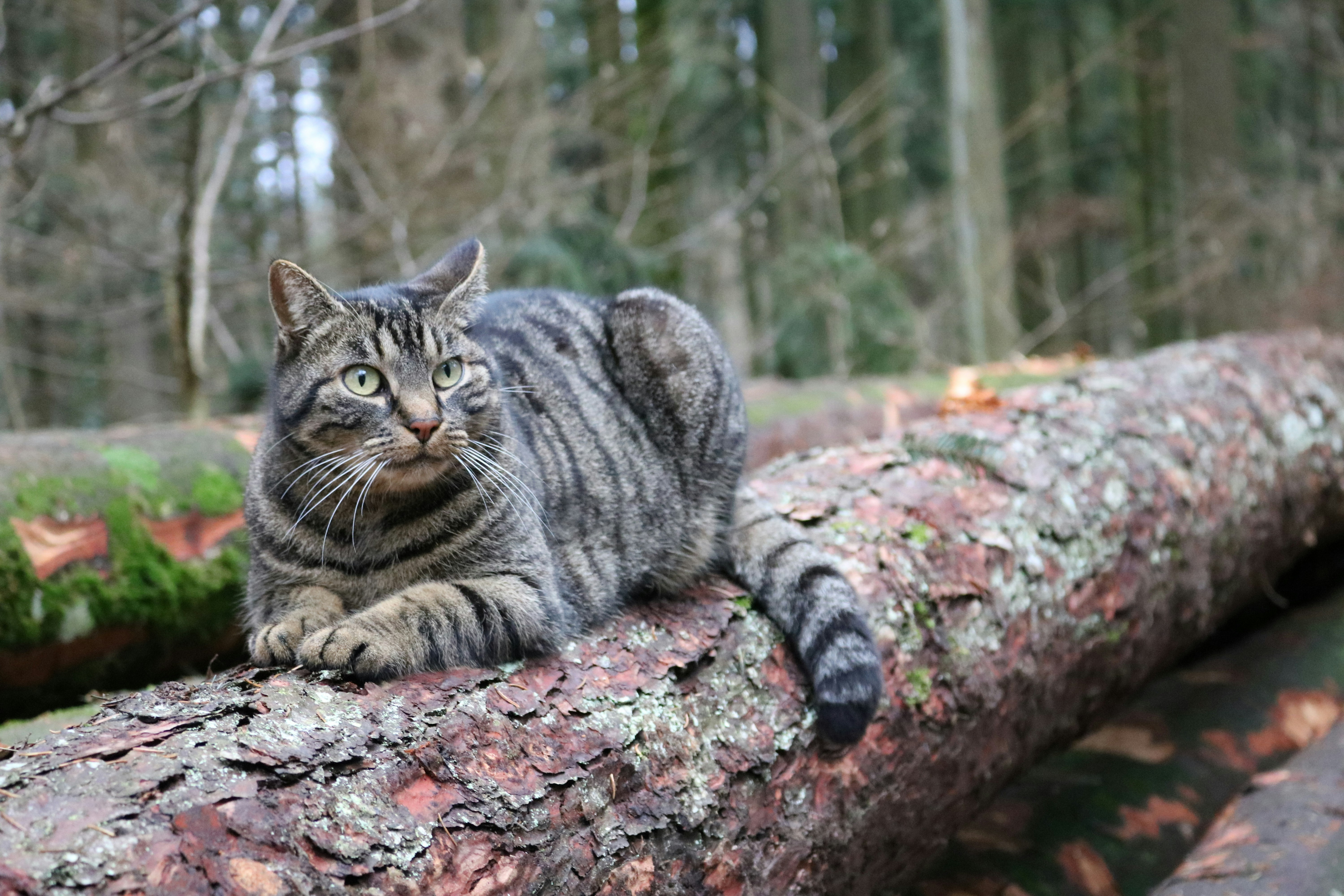 Forest Cat Pictures | Download Free Images on Unsplash