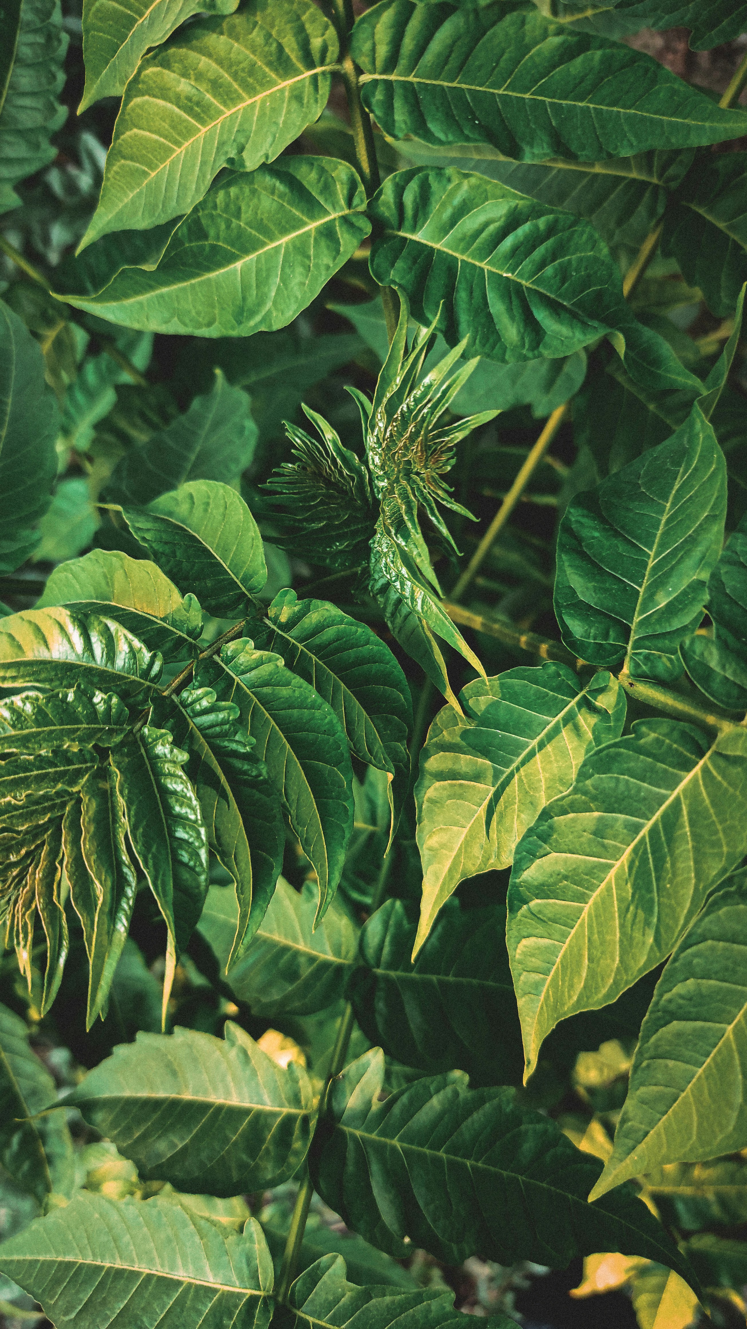 Emergence in Green: A Close-Up of Leaves and Bud