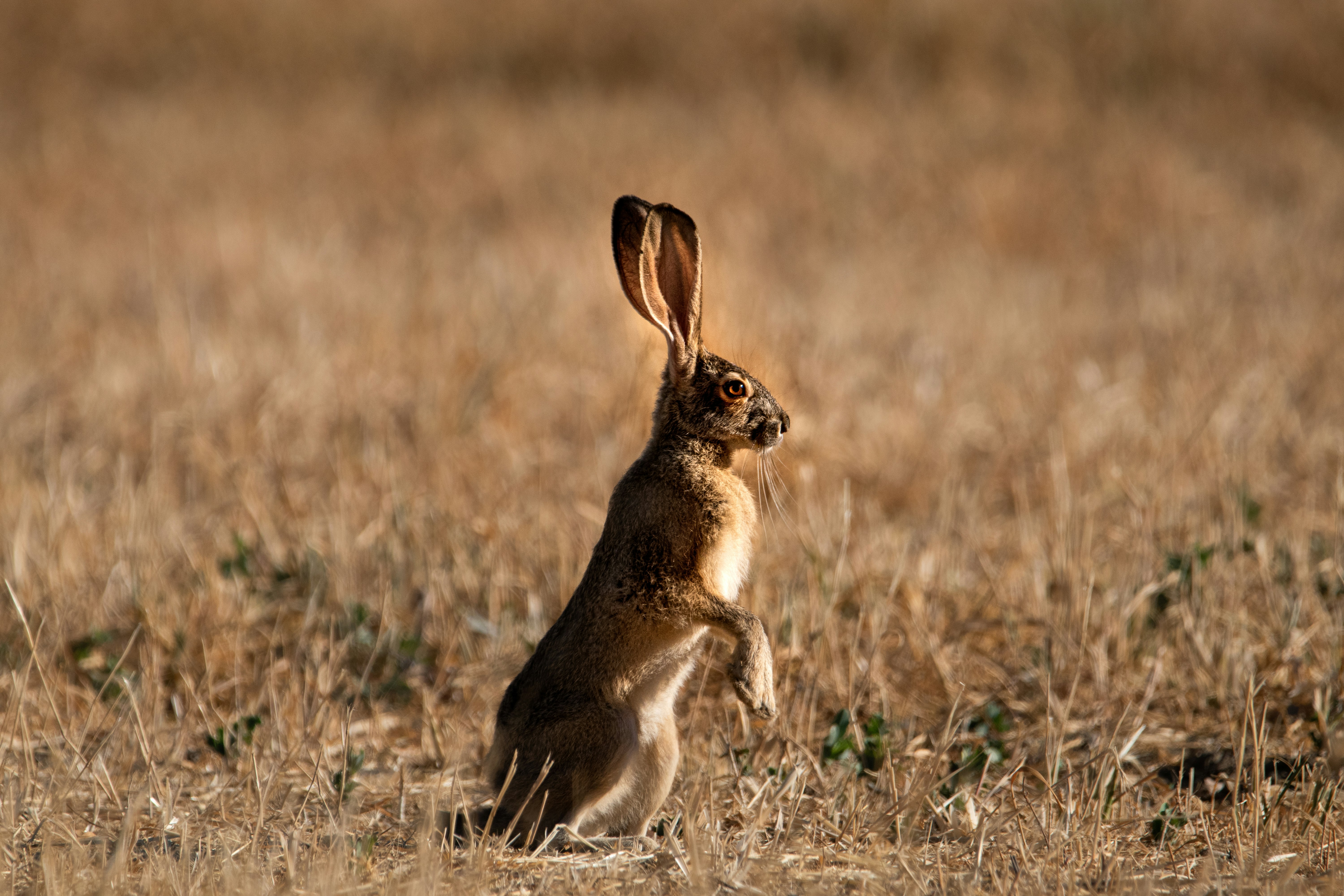 A brown hare stands upright in a sunlit field, its ears perked and eyes wide, embodying the essence of alertness in a natural habitat.