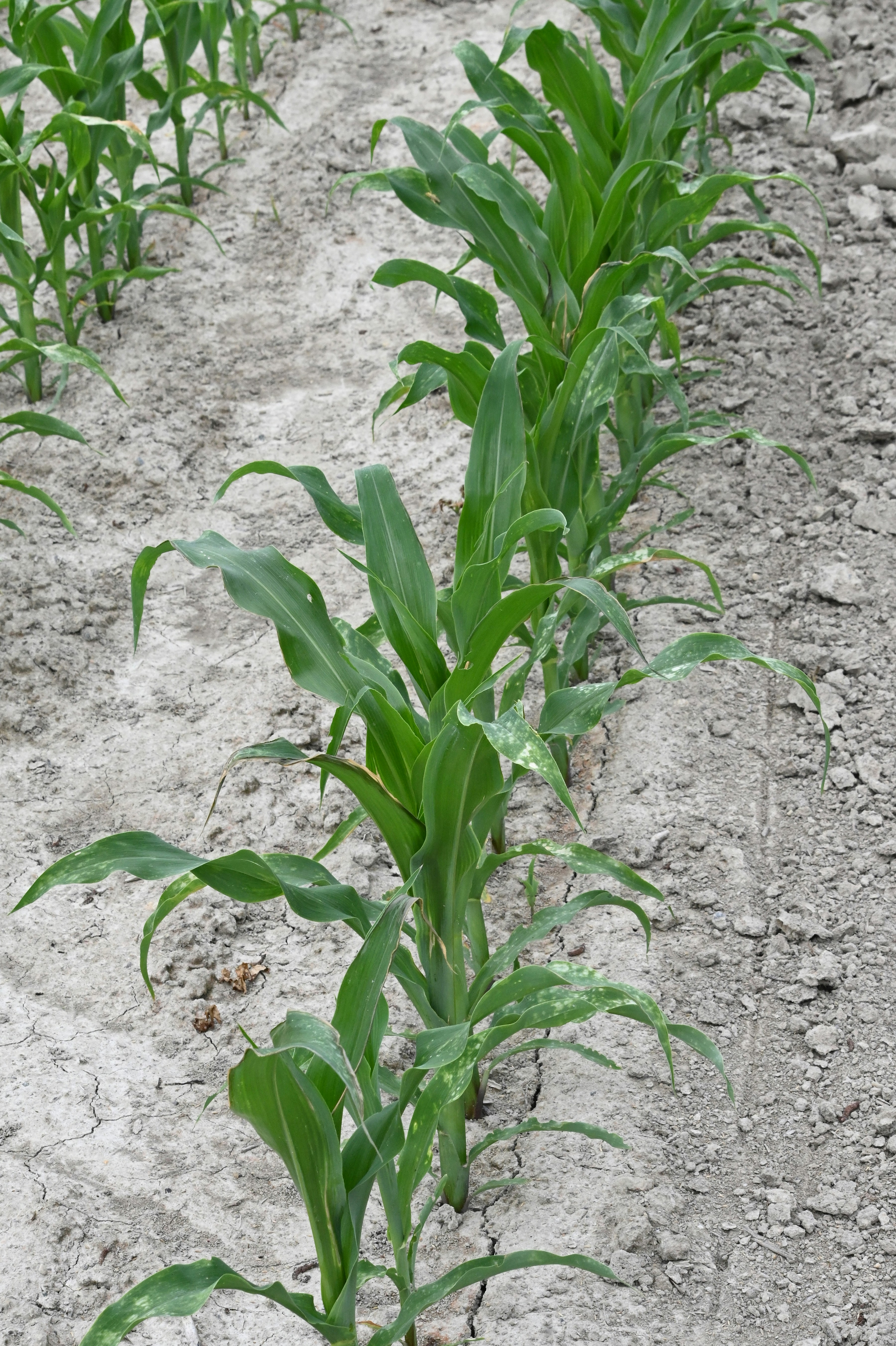 Oxford, Maryland.  06/09/2021.  A row of corn growing in Oxford, Maryland.