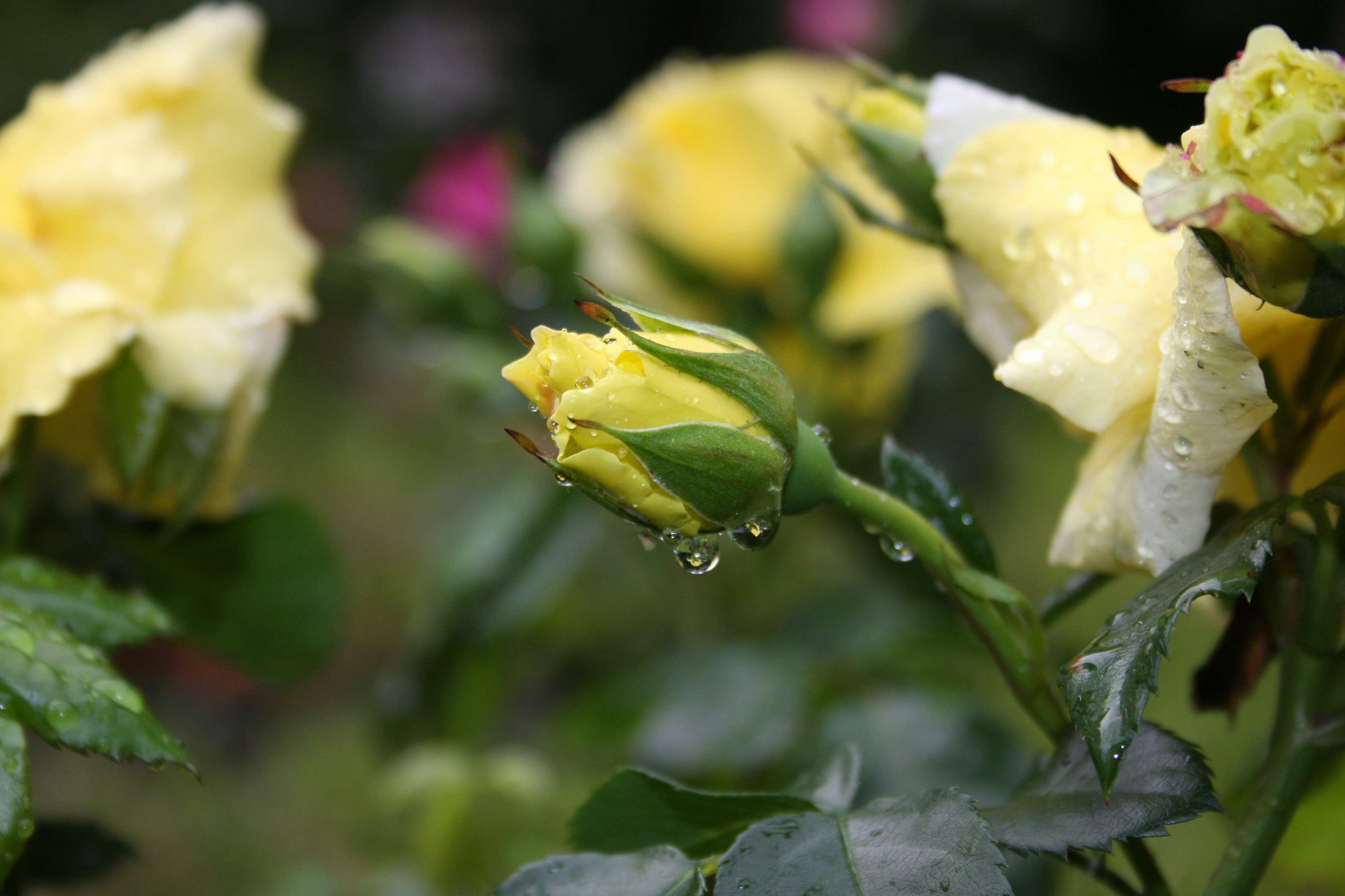 Dew-Kissed Yellow Rose Bud: A Quiet Macro Moment