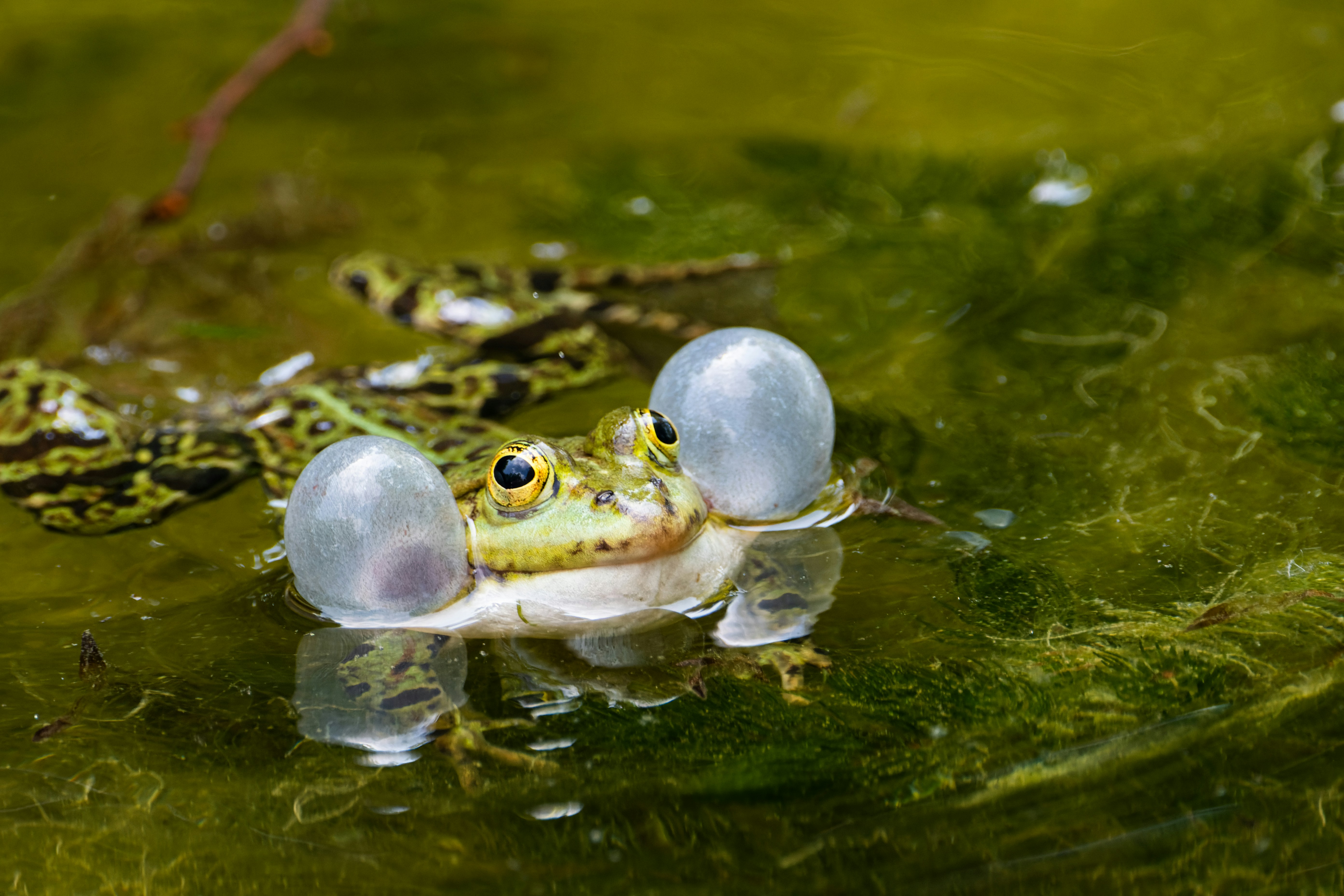 Glassy Pond Gazer: A Green Frog Pausing with Air Bubbles