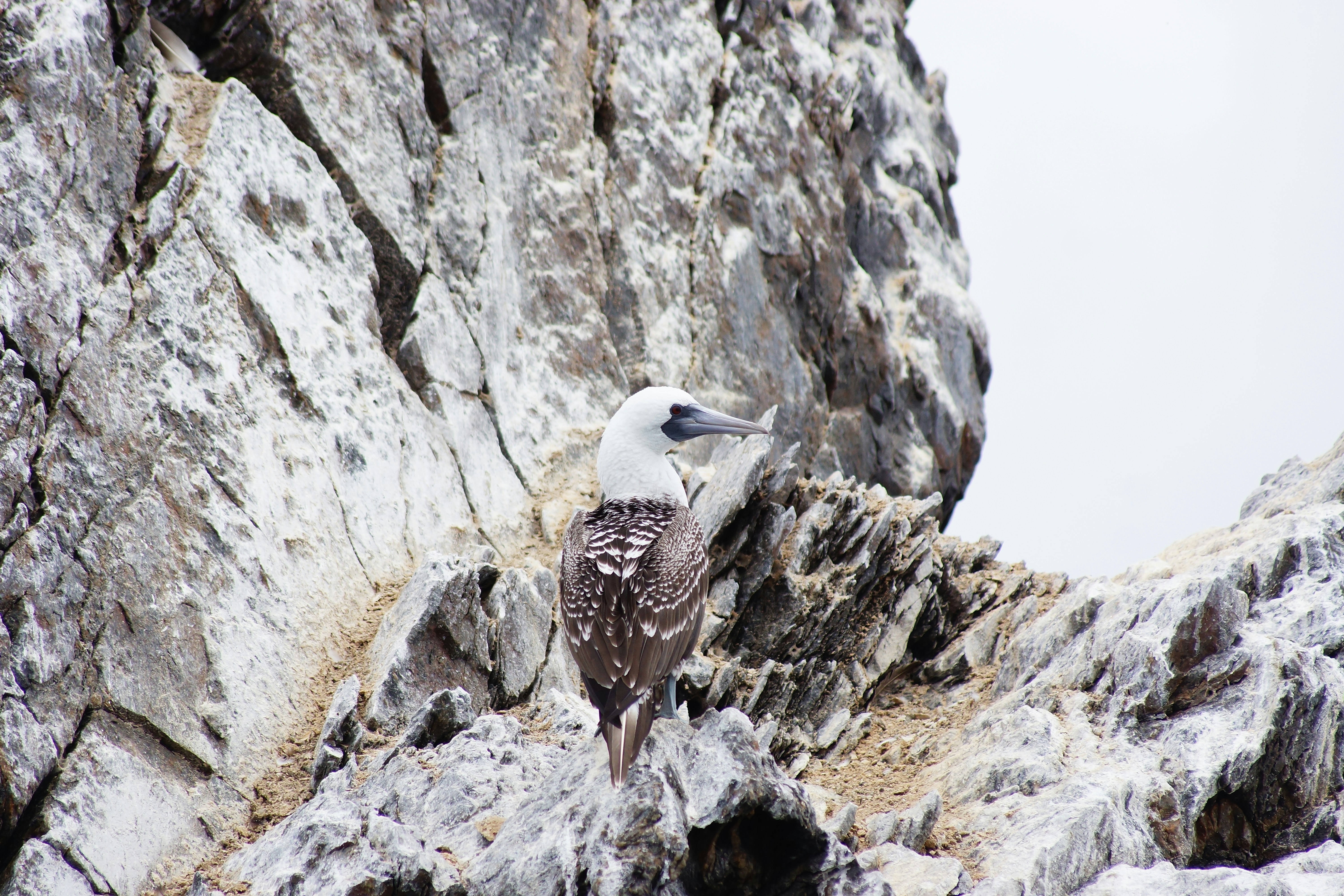A blue-footed booby perched on a rocky ledge, blending with its rugged surroundings. The bird surveys its domain against a muted sky.