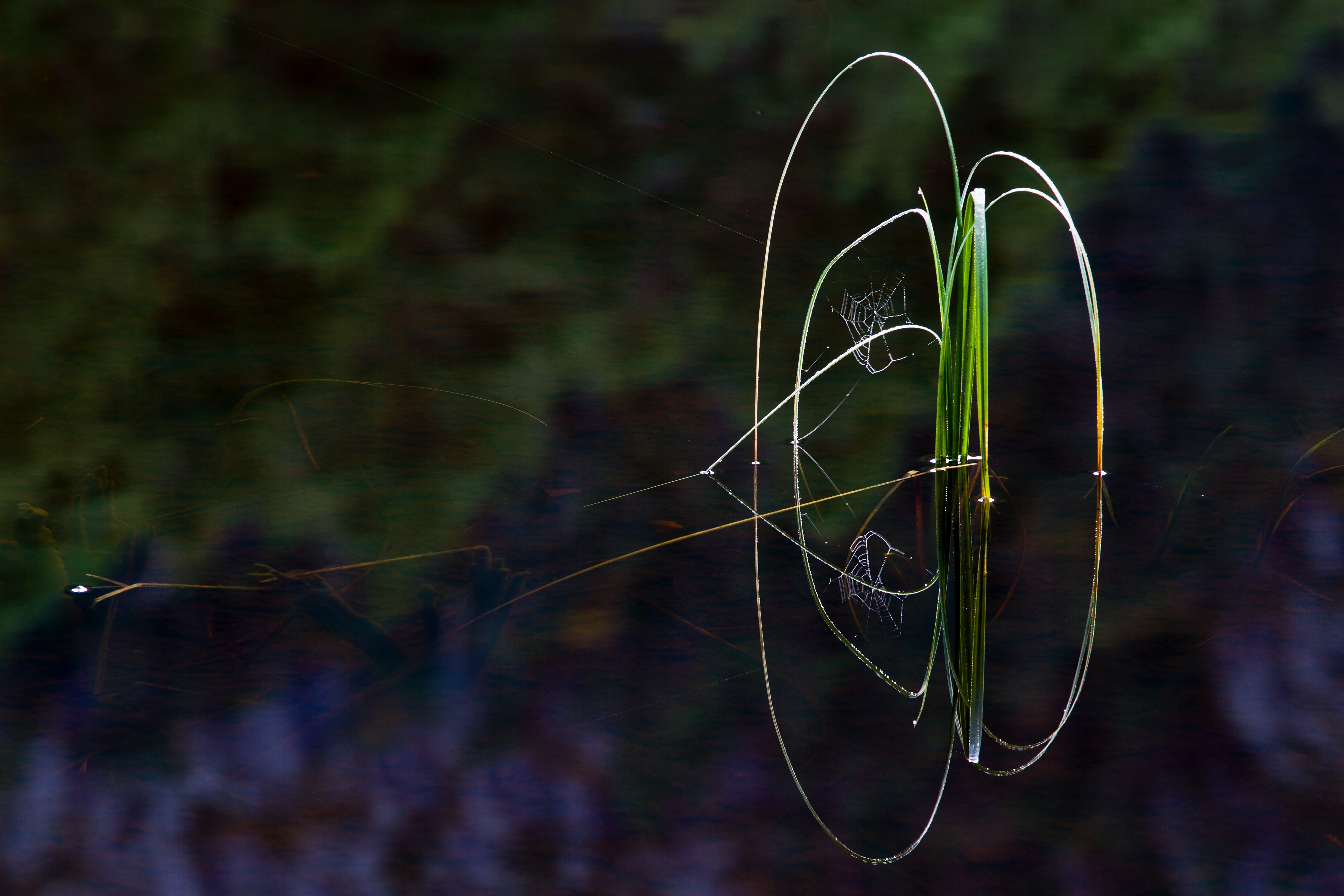 a close up of a circular object with a string attached to it