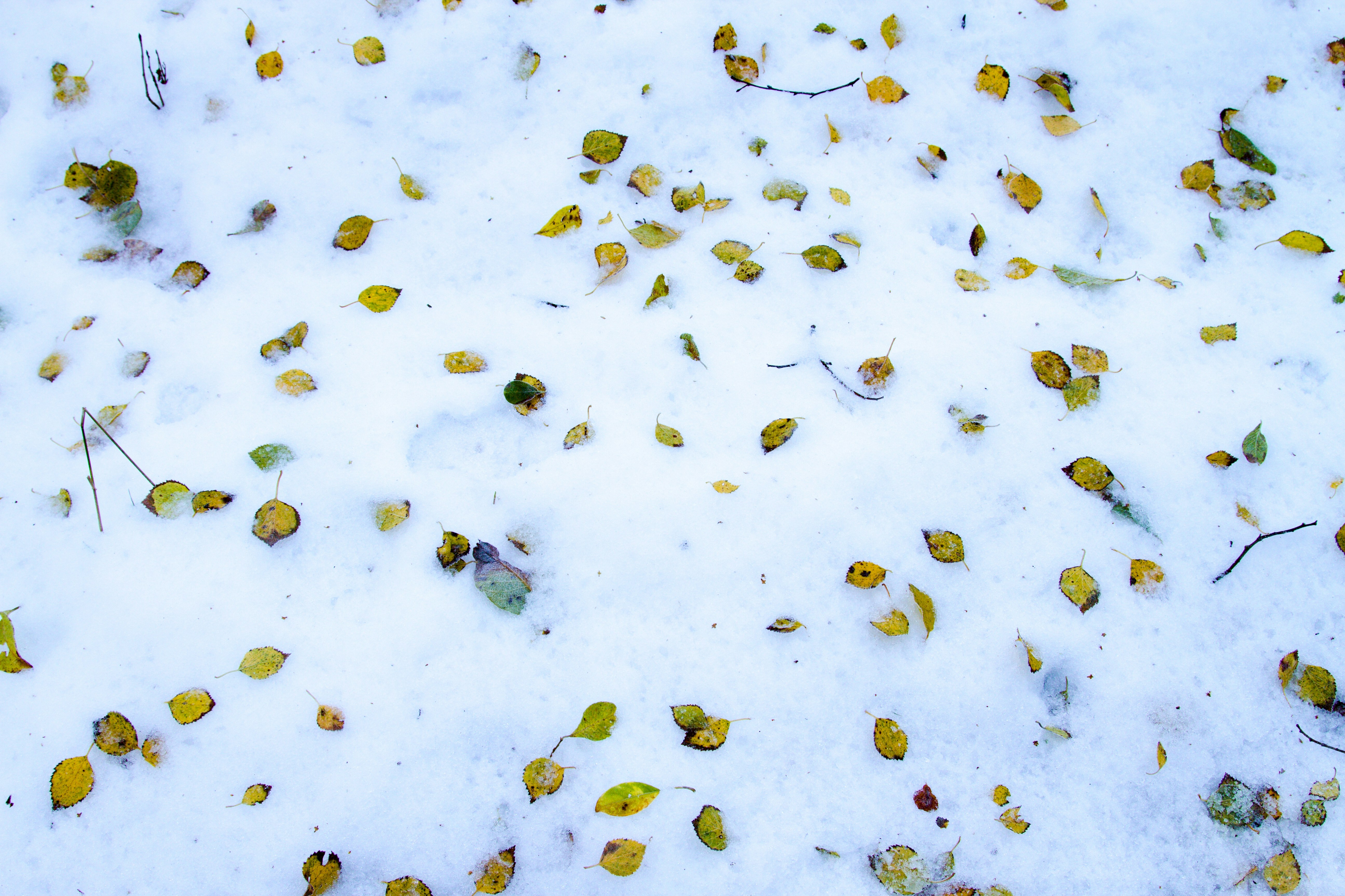 Snow-kissed canvas scattered with autumn leaves