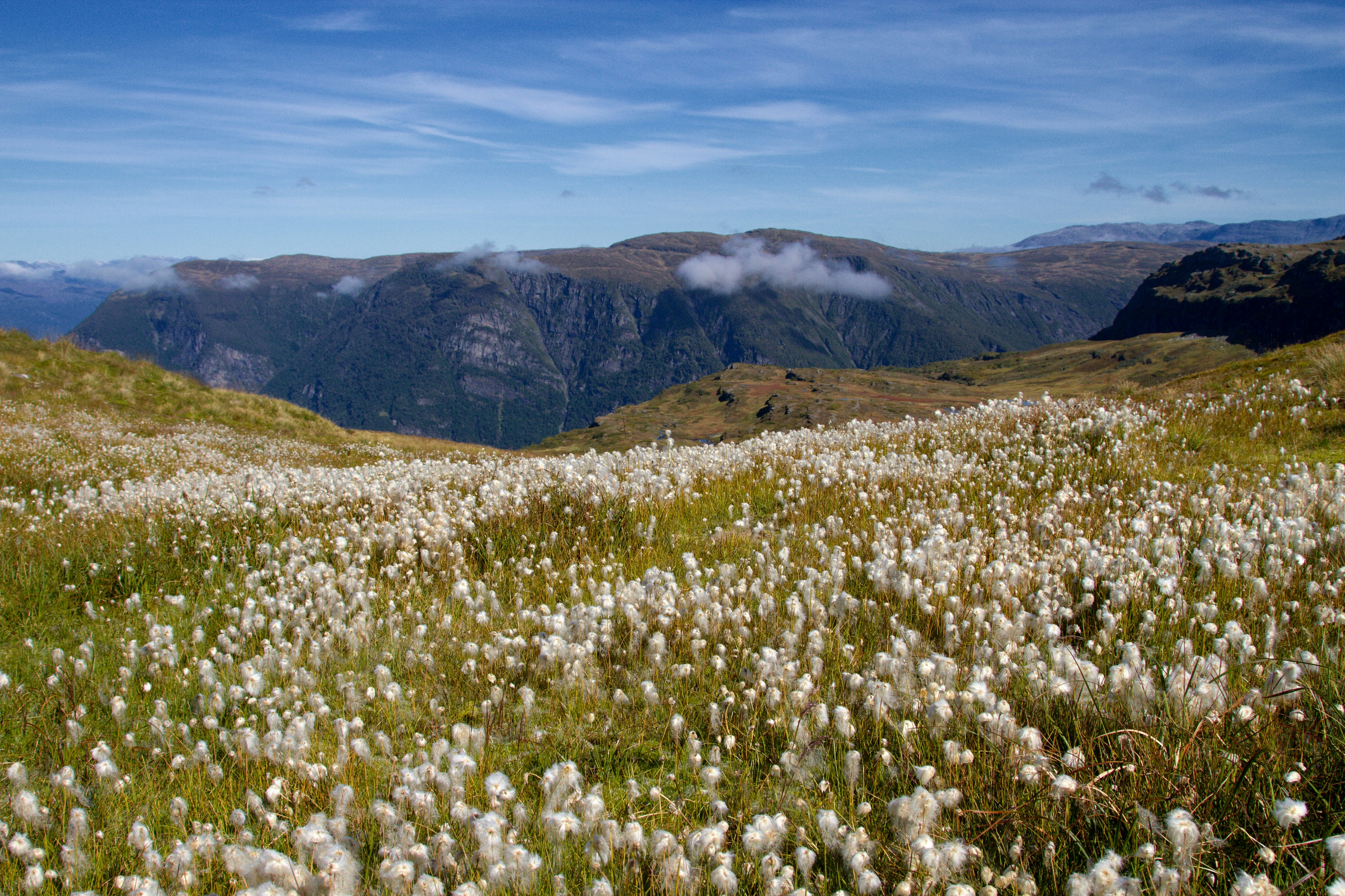 a field of white flowers with mountains in the background