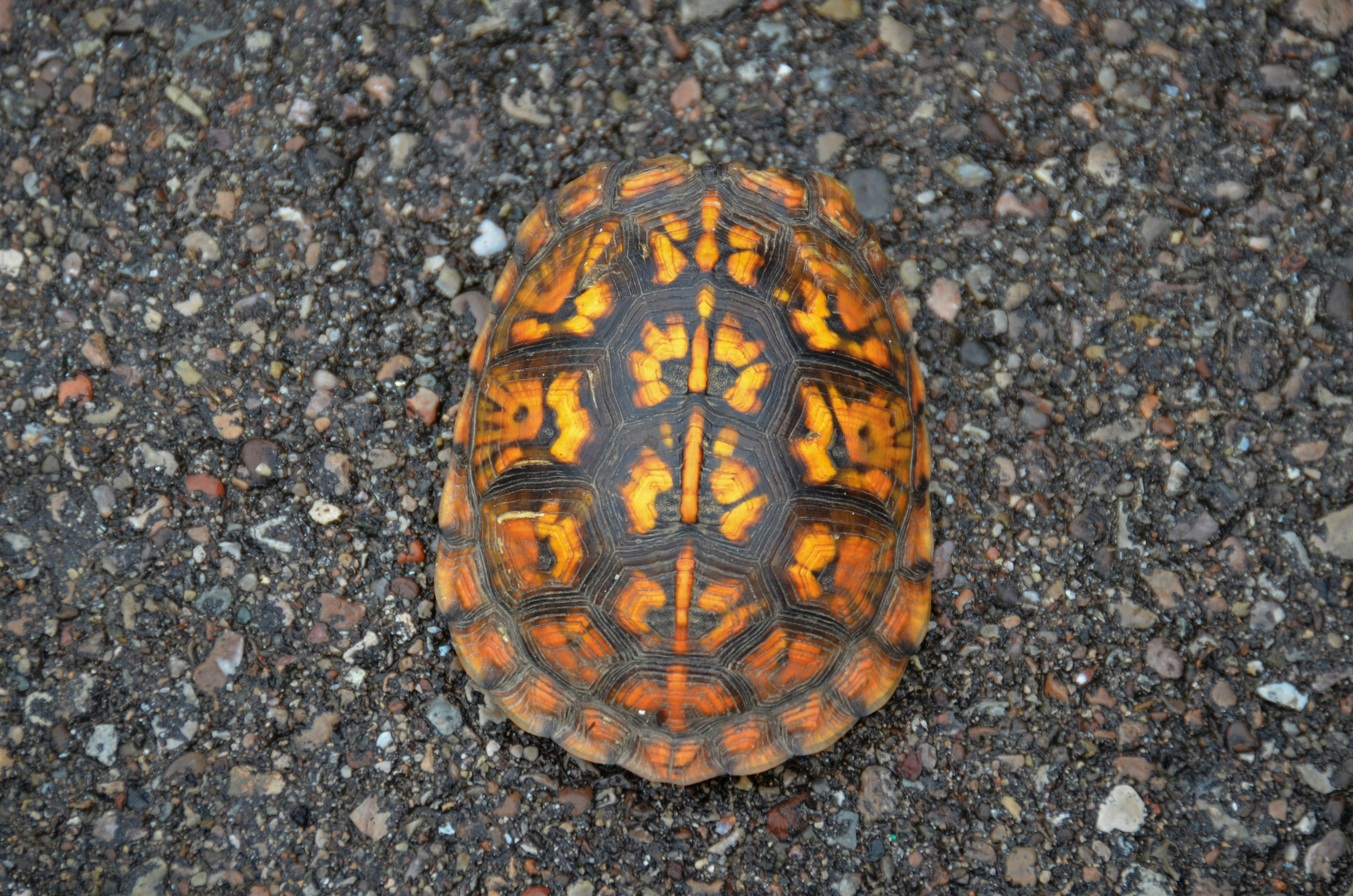 Orange Glyphs on Gravel: A Turtle's Quiet Geometry