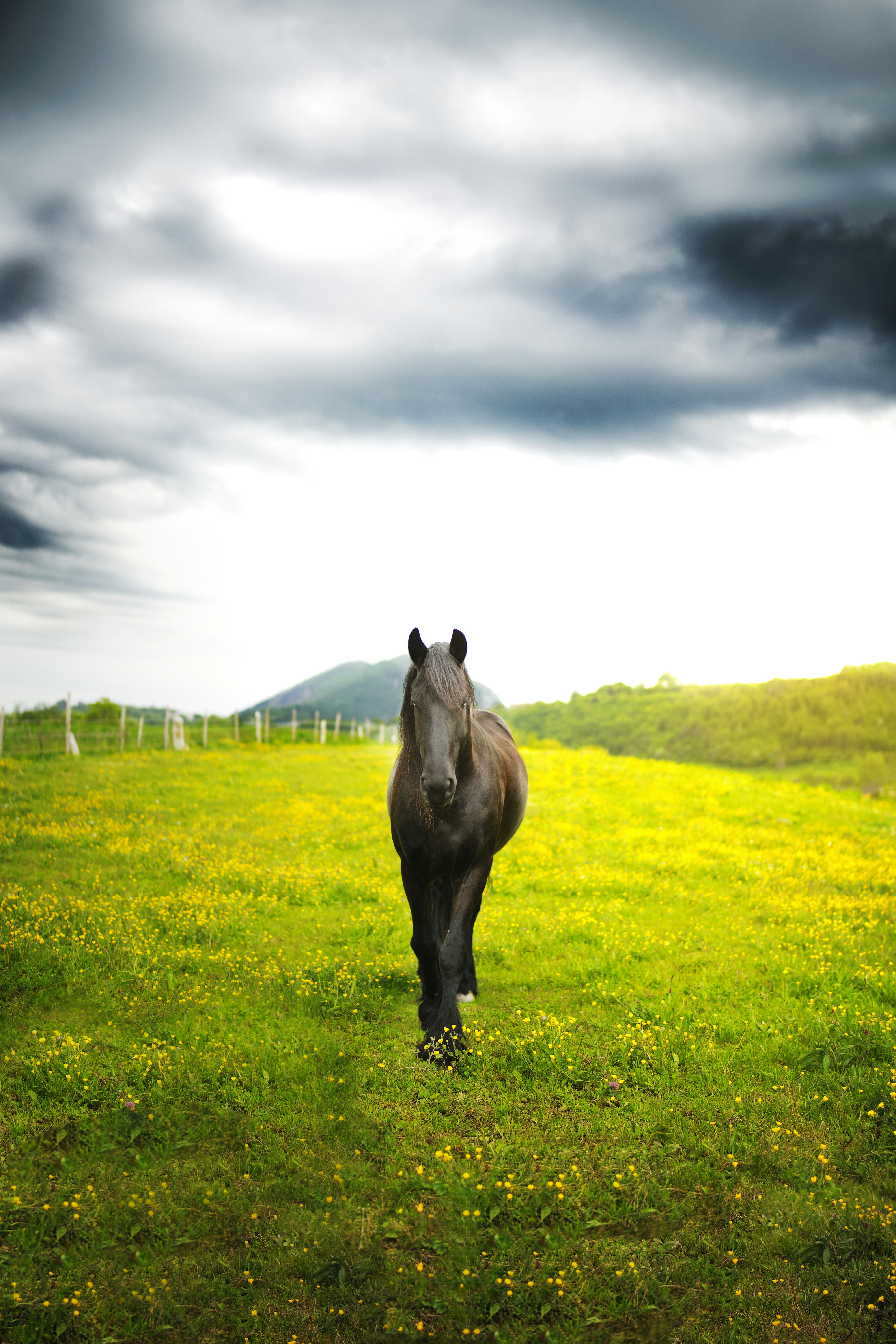 1000+ Hourse Pictures | Download Free Images on Unsplash