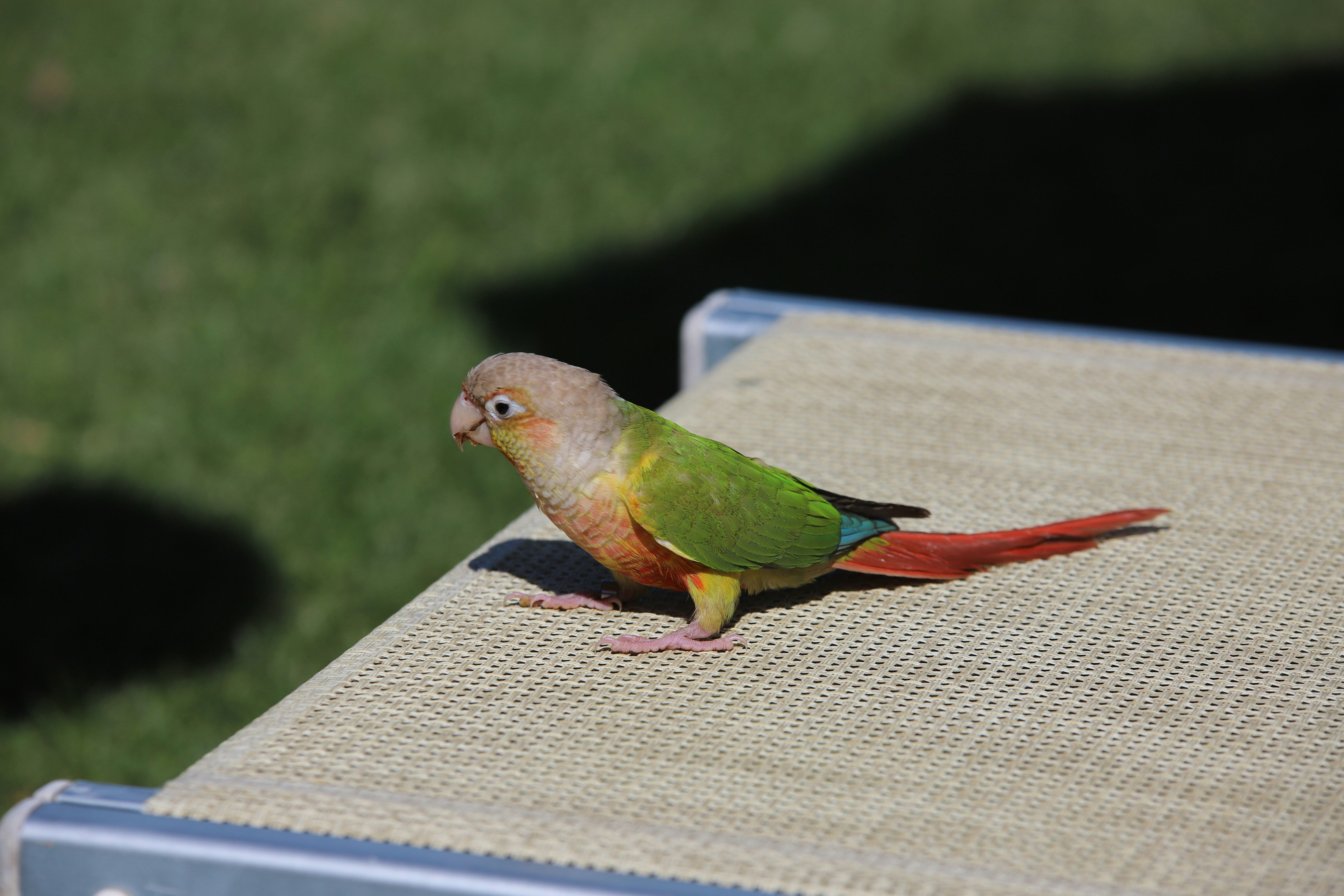 Emerald Parrot Perched on a Sunlit Woven Stage