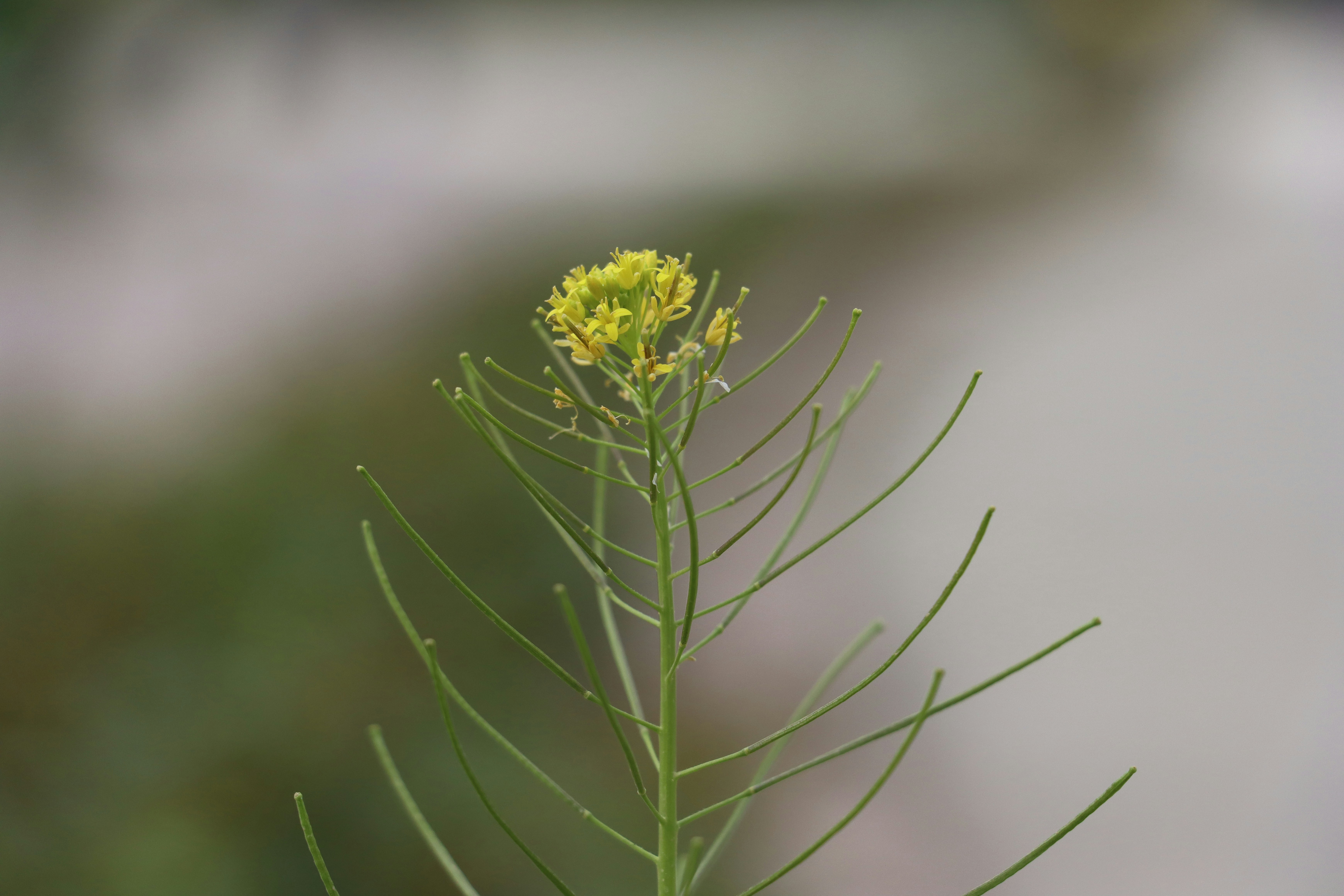 a close up of a plant with a blurry background