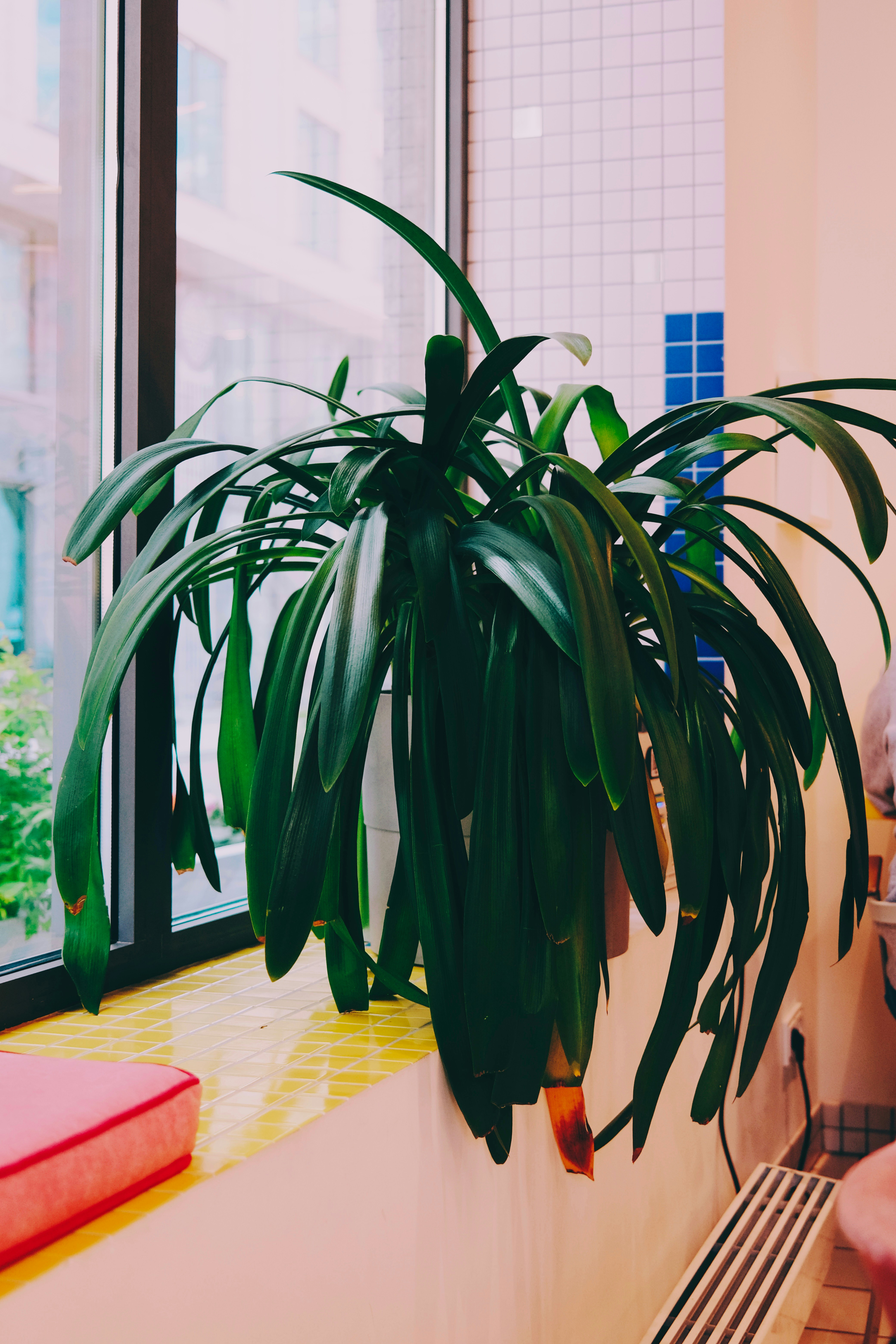 Windowlight Verdure: A Quiet Indoor Portrait of Leaves
