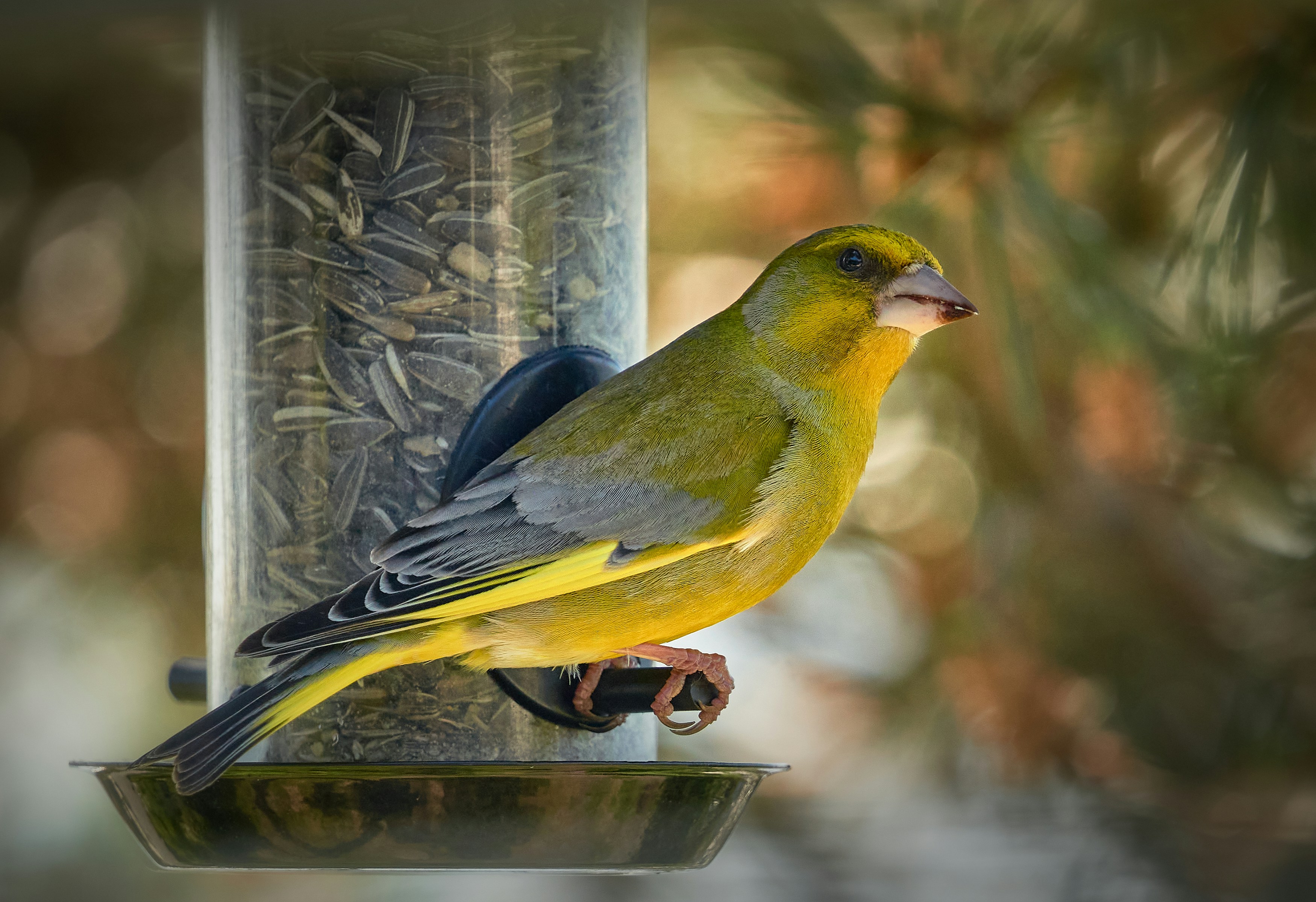 a yellow bird perched on top of a bird feeder