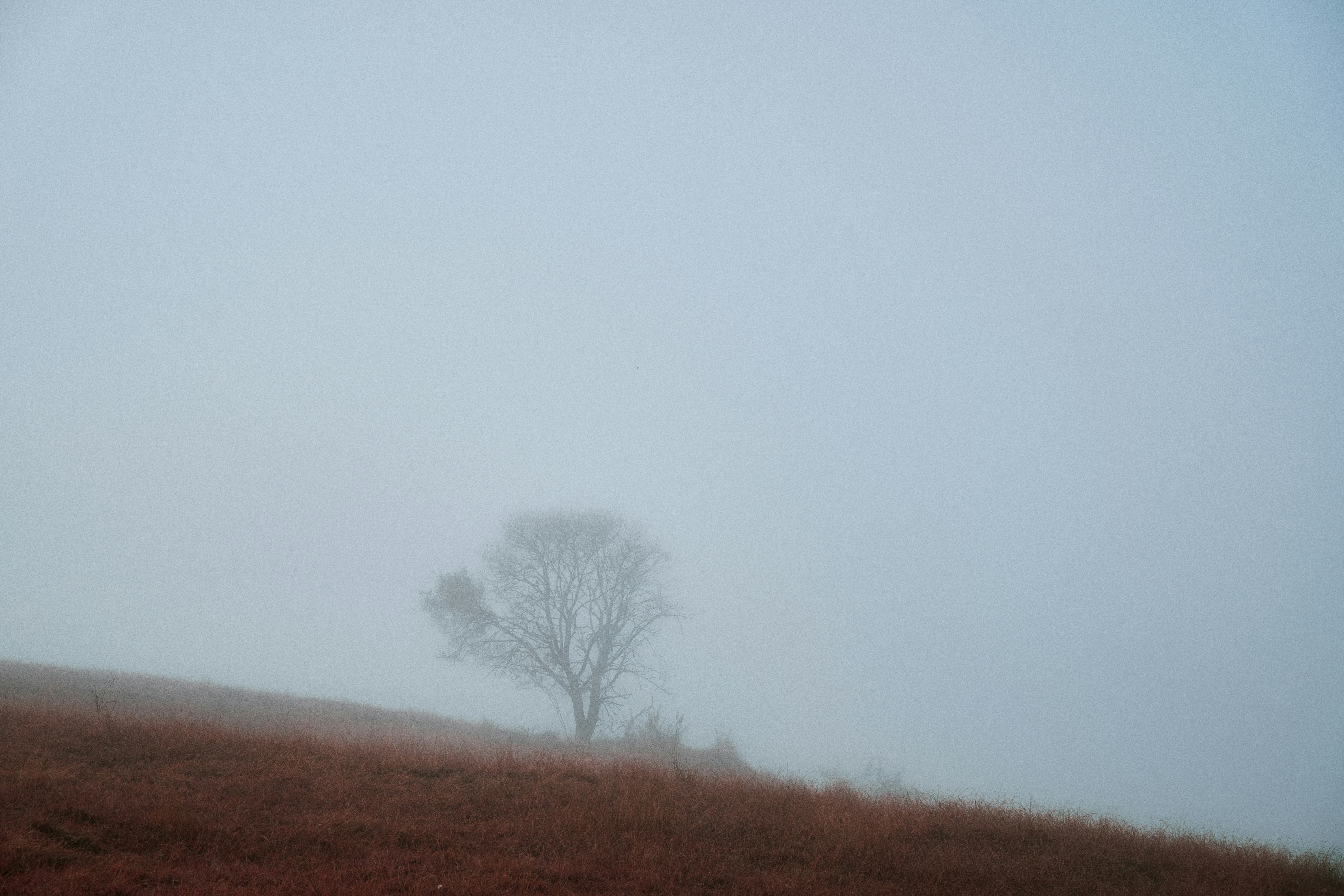 Sentinel of the Mist: A Lone Tree on a Fog-Draped Hill