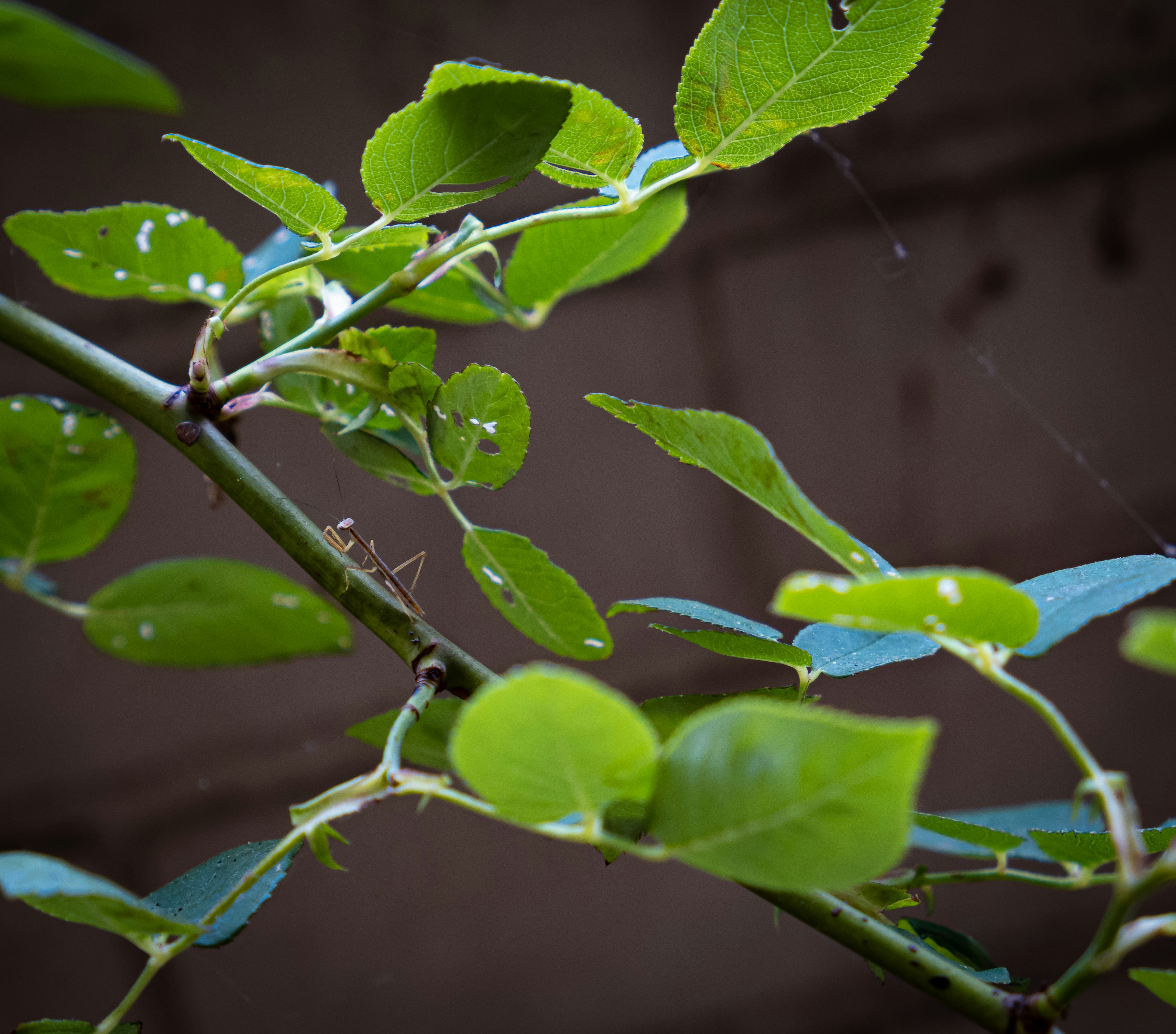 a branch of a tree with green leaves