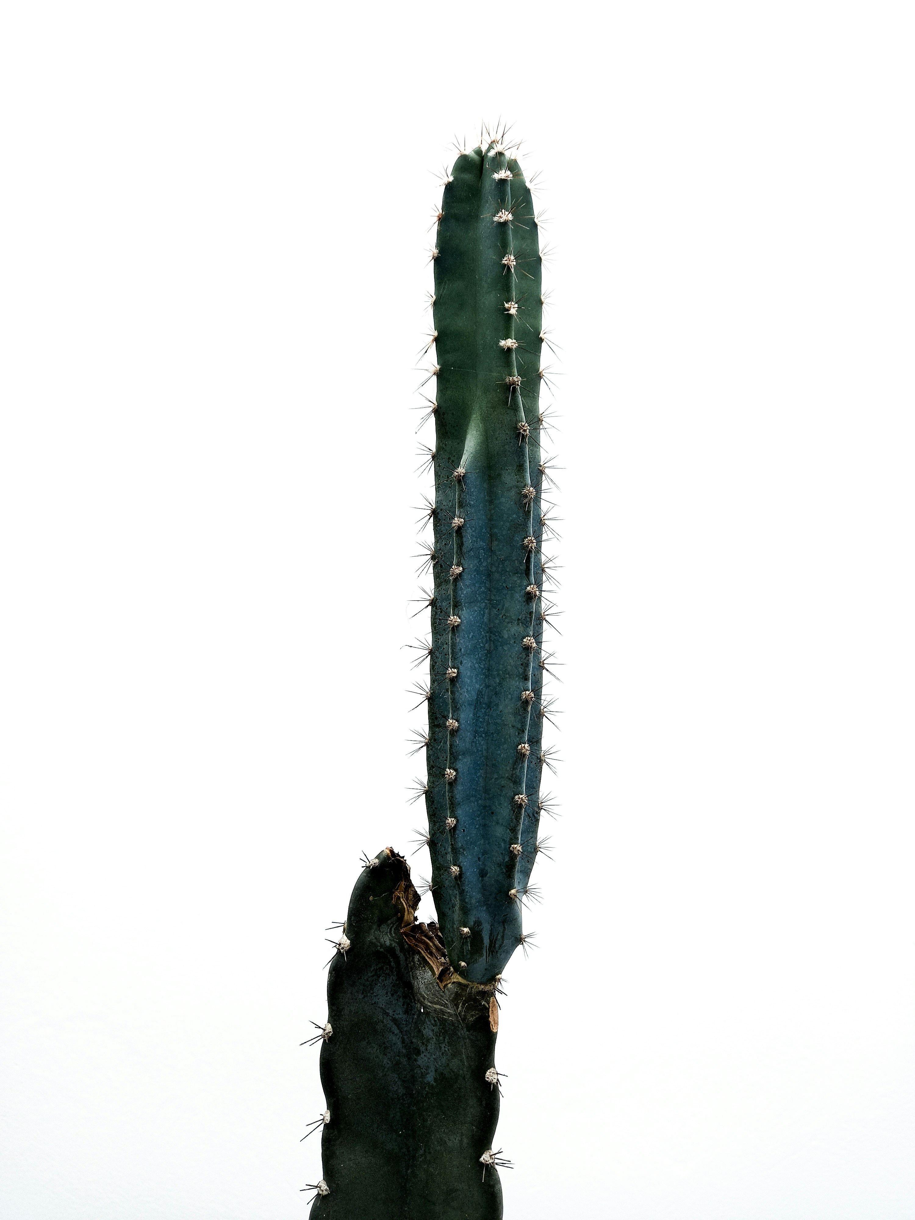Tall cactus with prominent spines against a stark white background, emphasizing its unique structure and resilience.