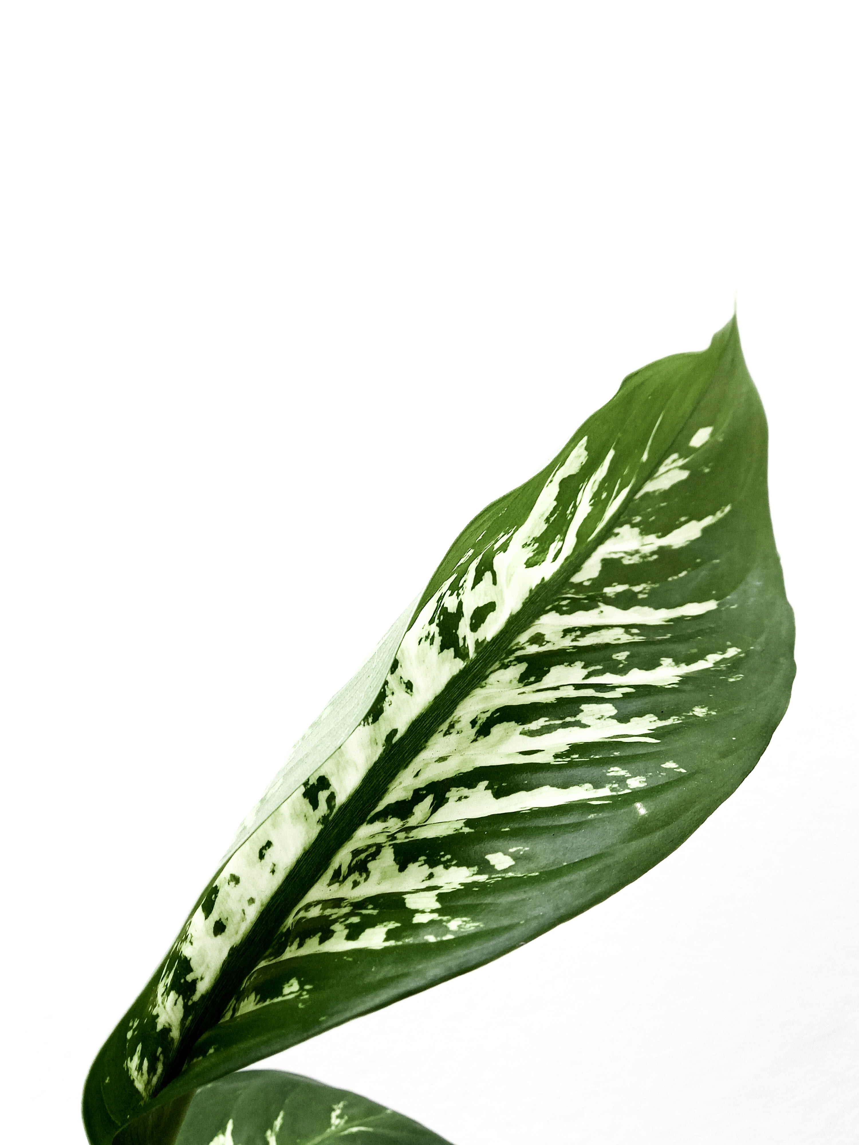 A vibrant green leaf with striking white variegation, set against a minimalistic background, showcasing the beauty of natural design.