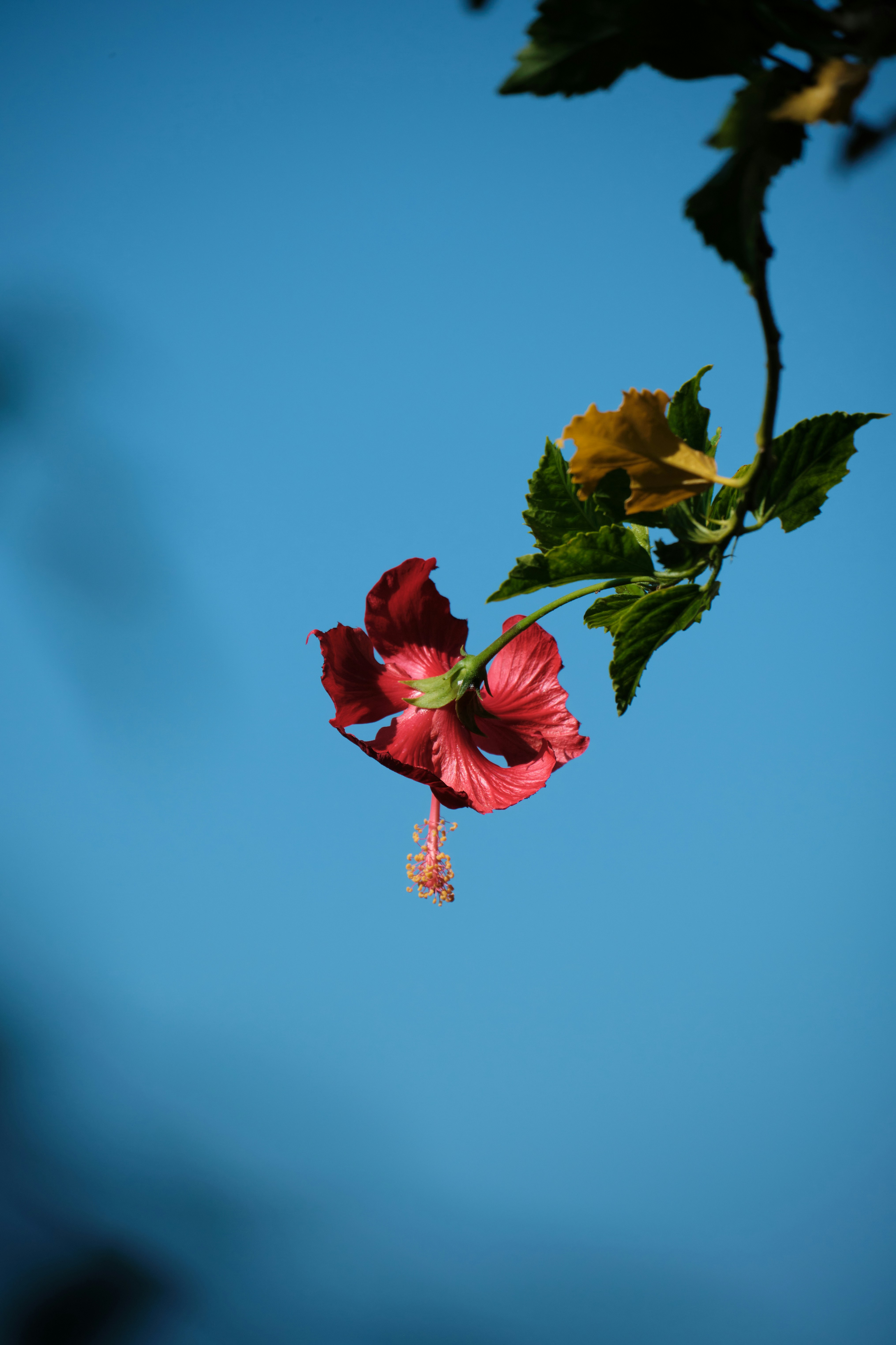 a red flower hanging from a tree branch