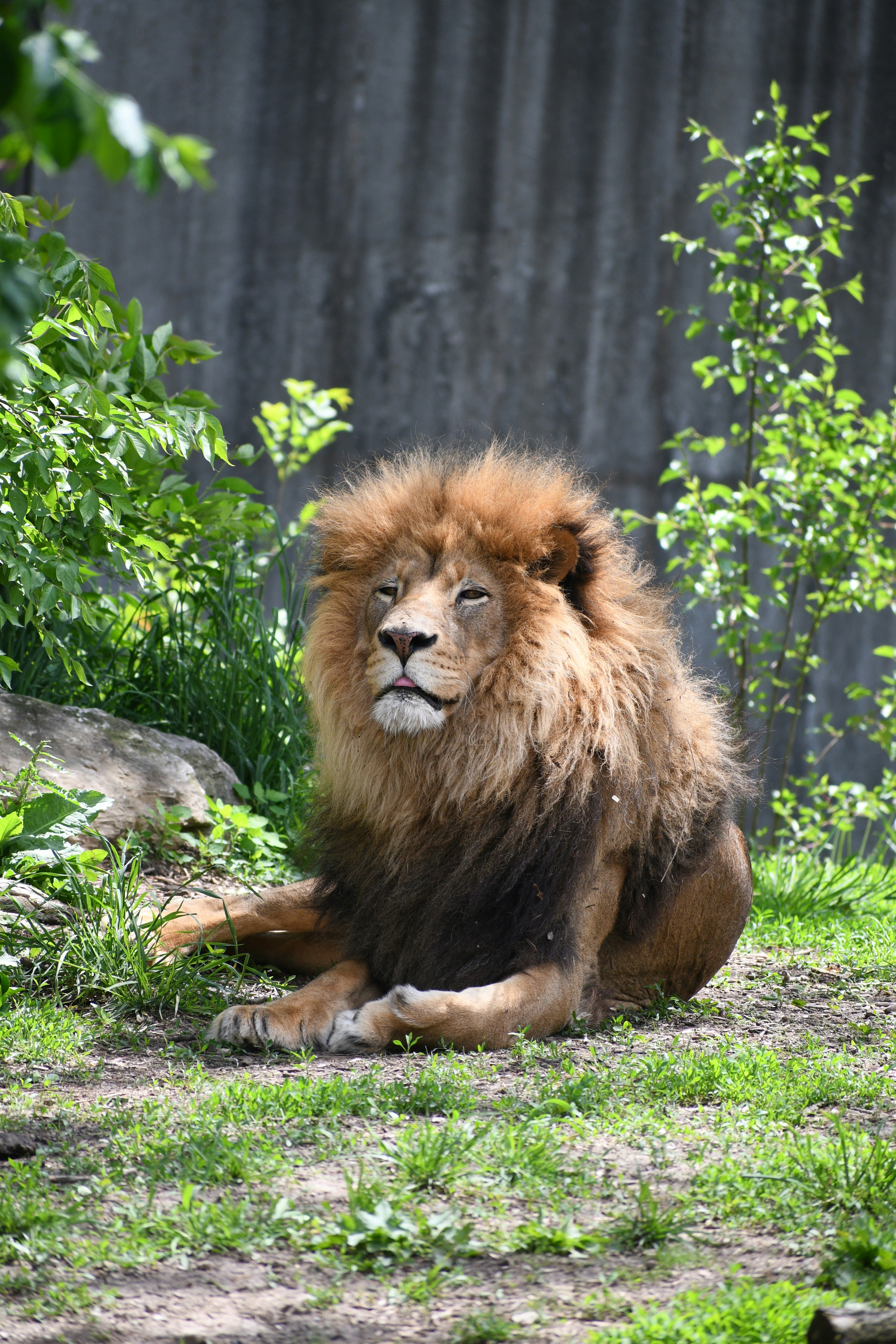 Lion Sitting Down Side View