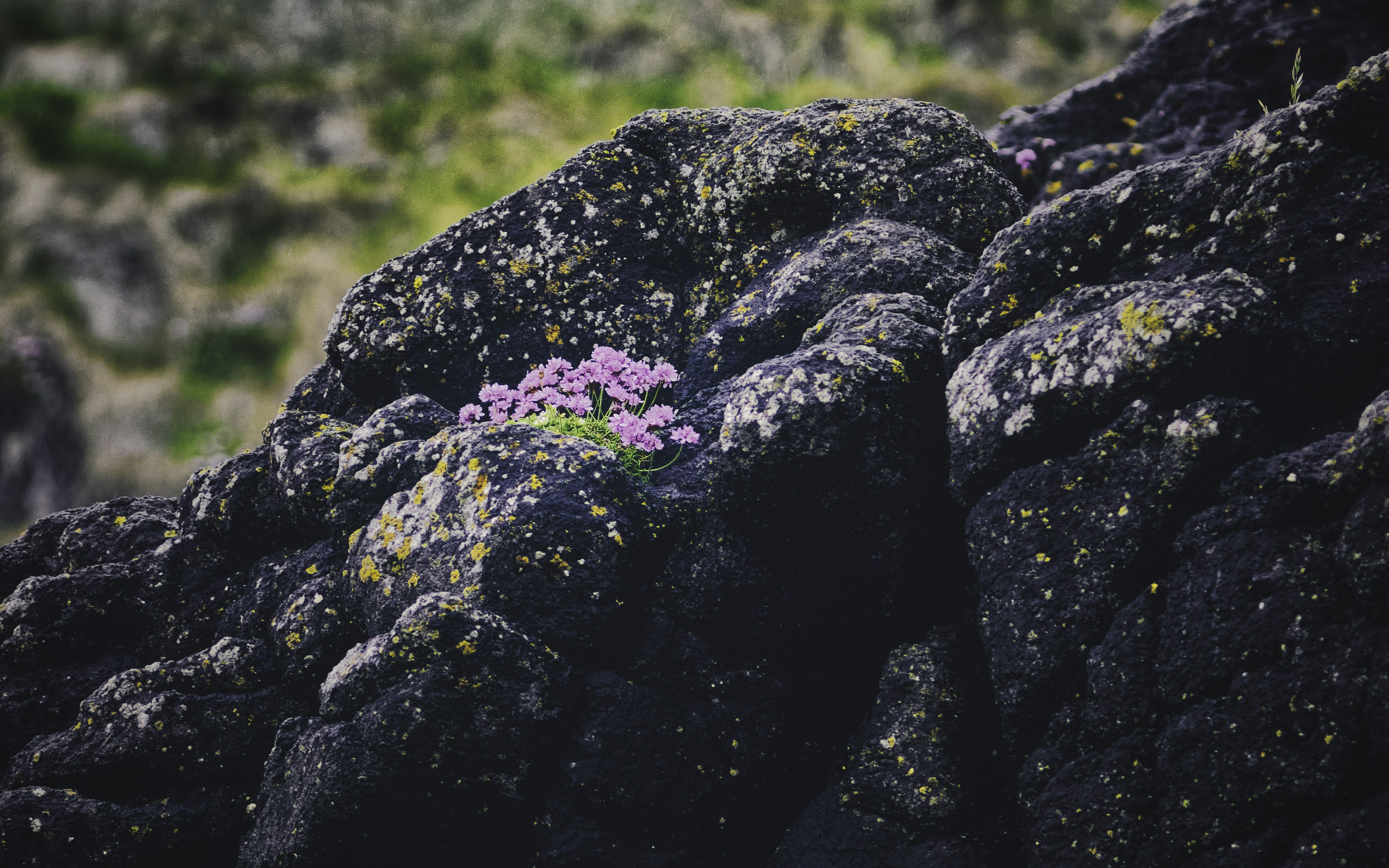 Purple/pink wildflowers growing out of igneous rock on Downhill Strand in County Londonderry (May, 2021).
