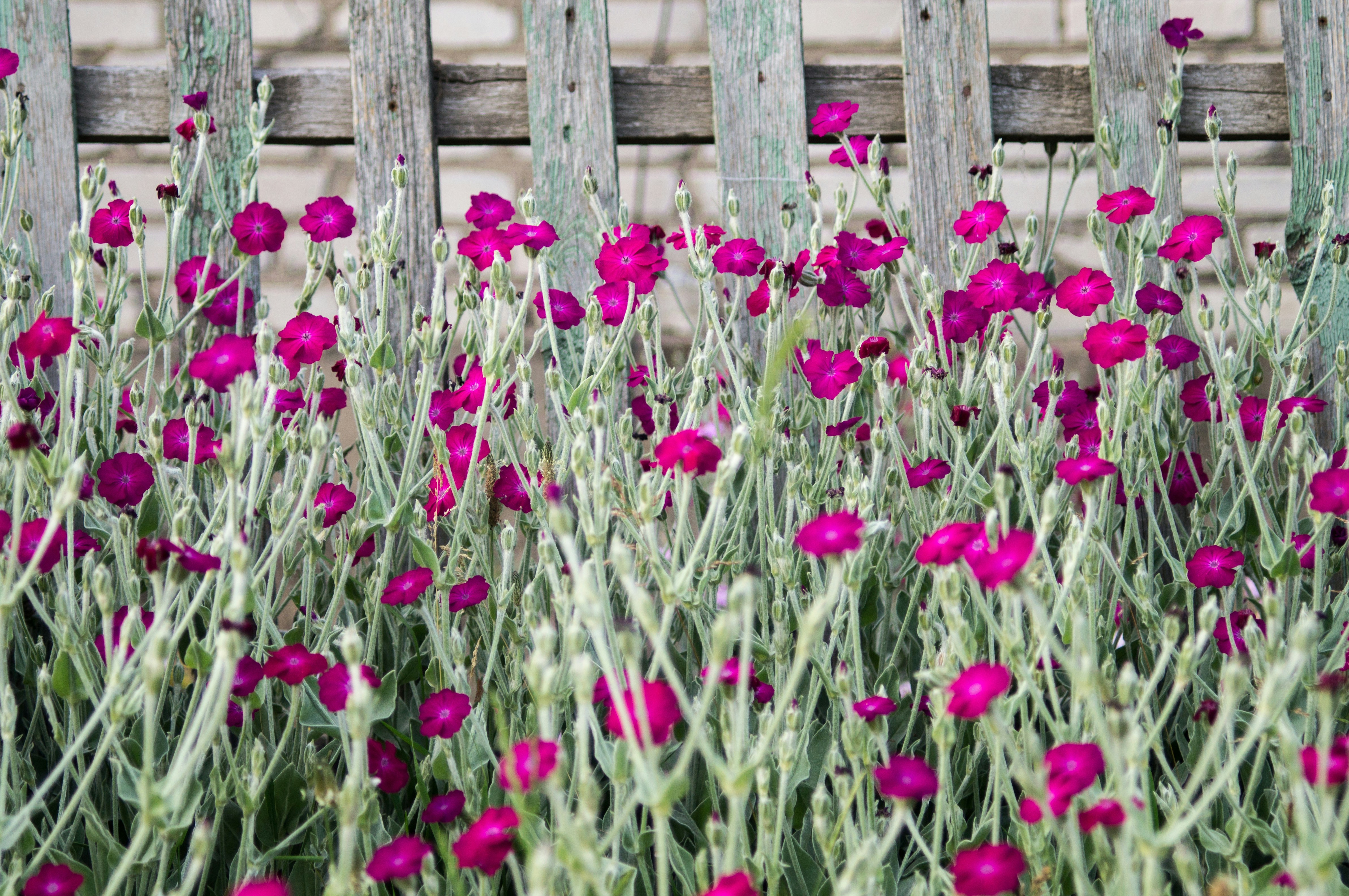Crimson Poppies Lean Against a Weathered Fence