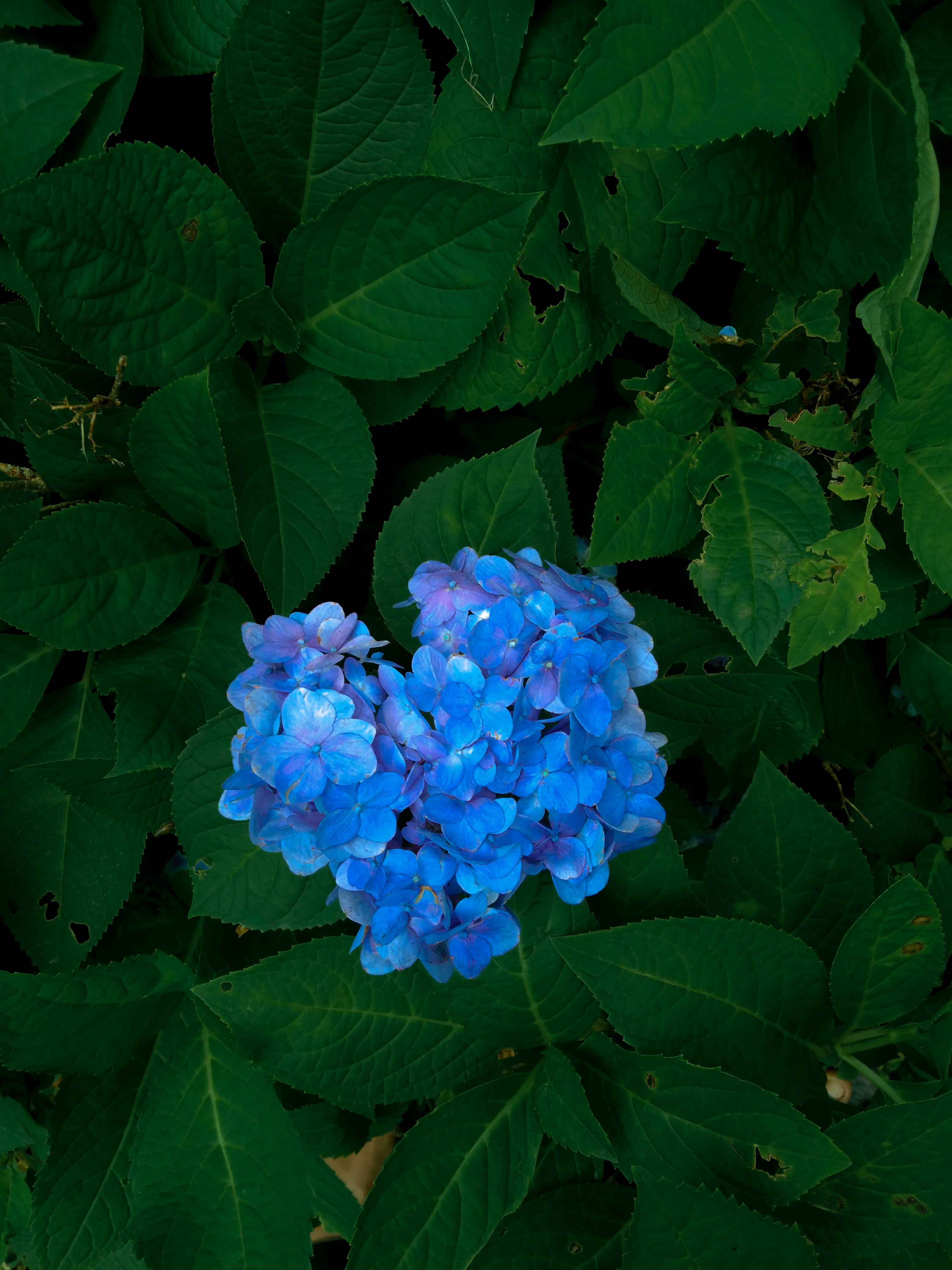 Photo by Anvin Reji with Vivo Y11