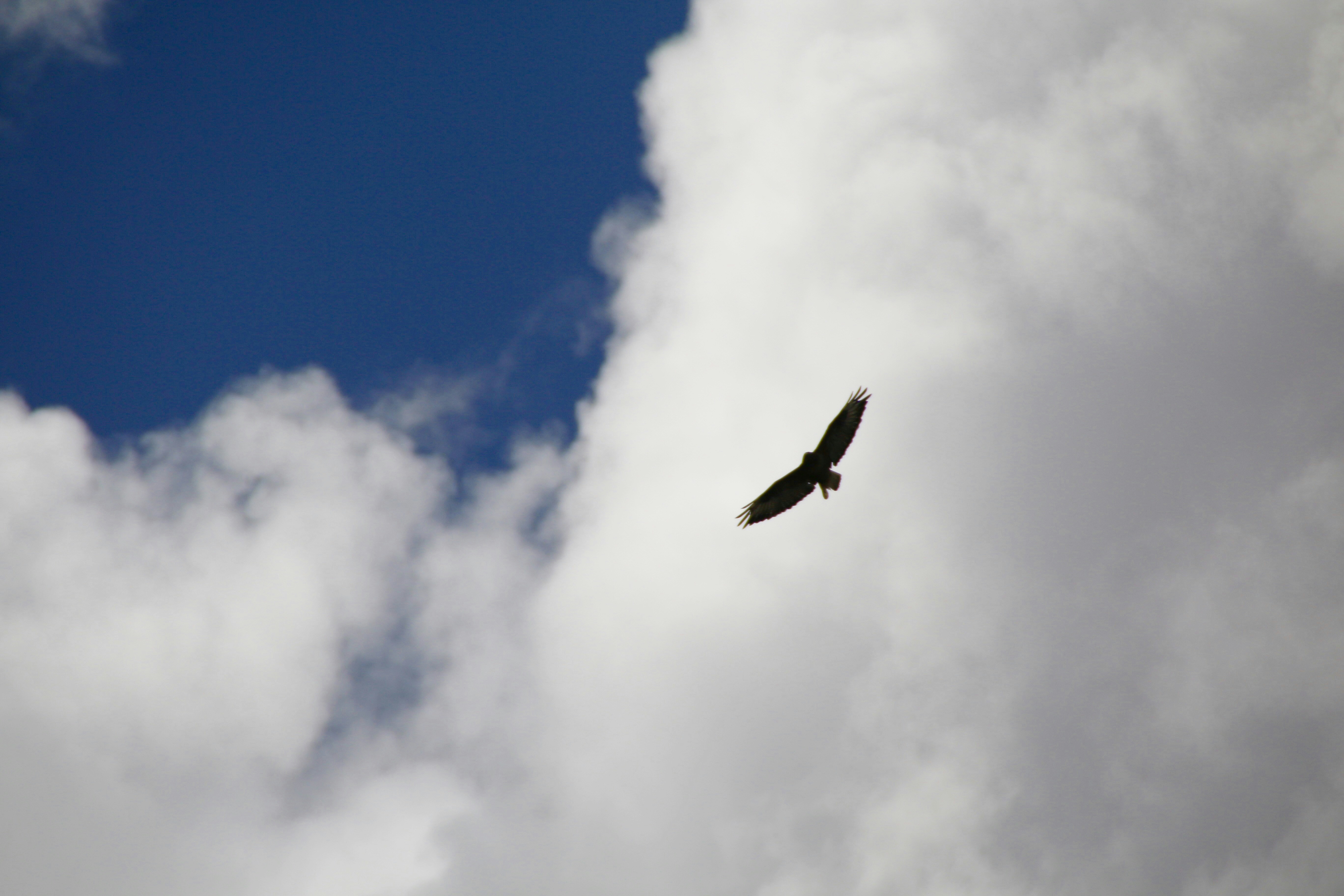 Uccello Blu Che Vola Via