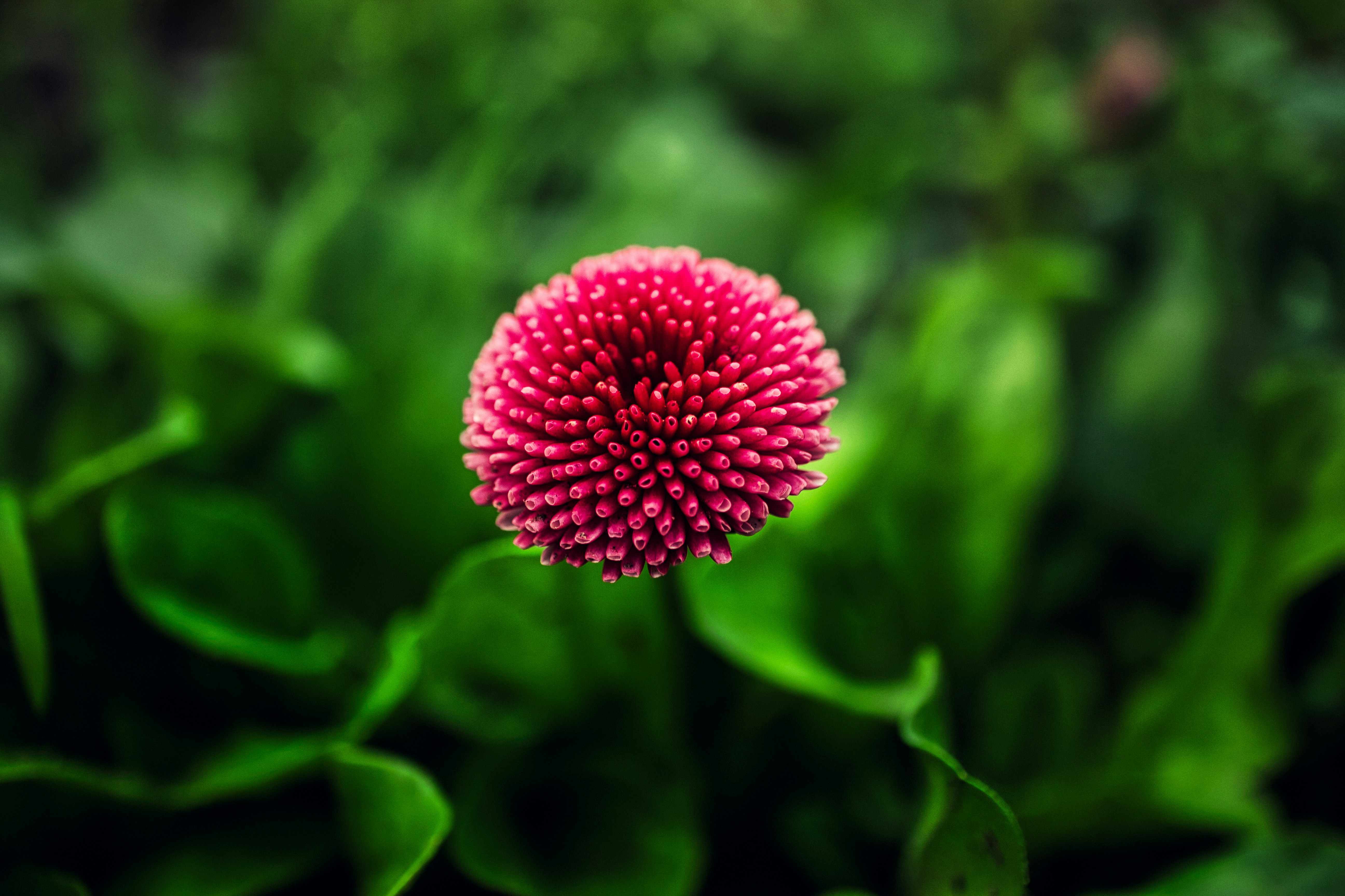 Crimson Globe in Velvet Focus: Macro Portrait of a Globe Amaranth