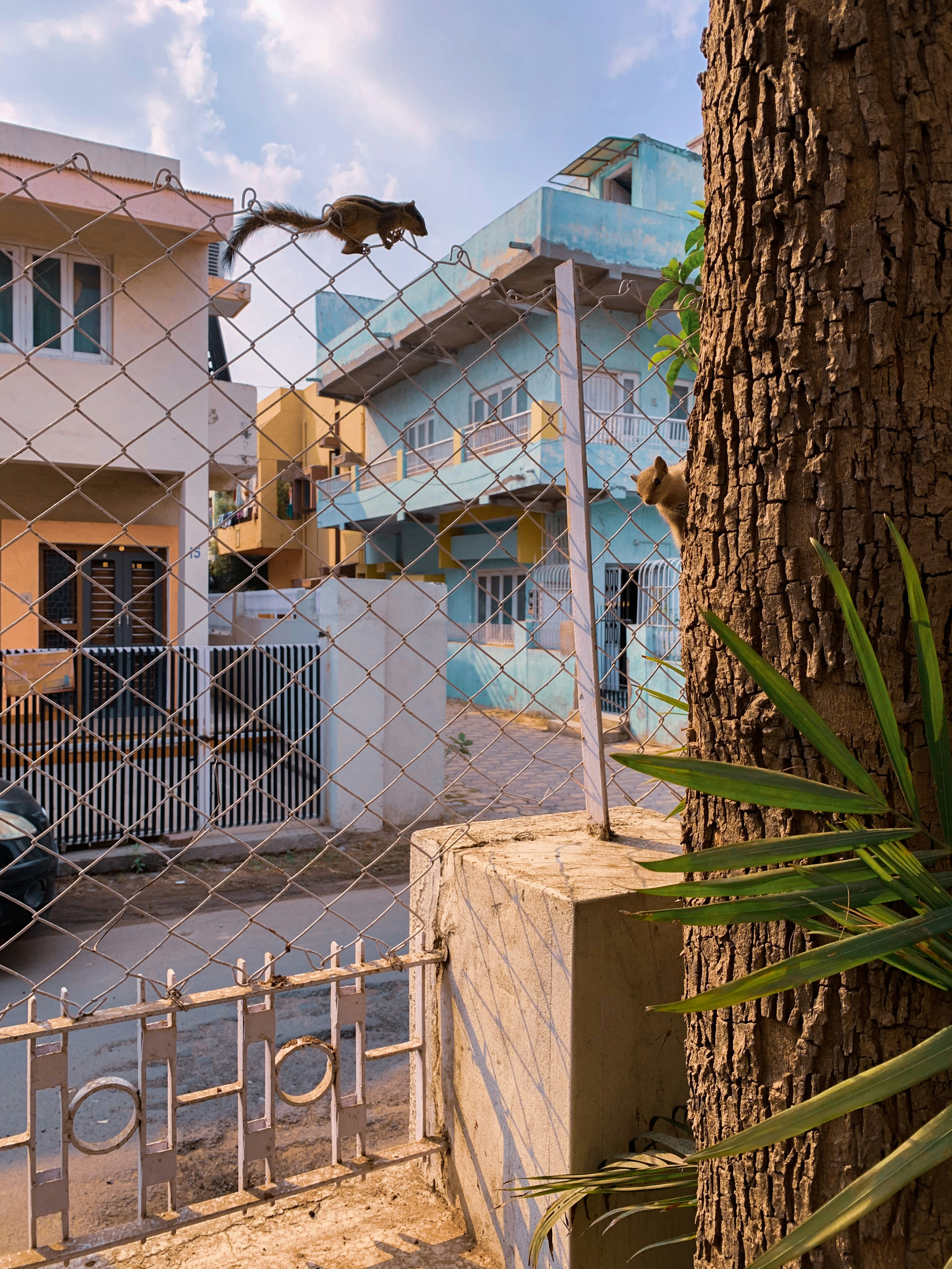 a tree in front of a chain link fence