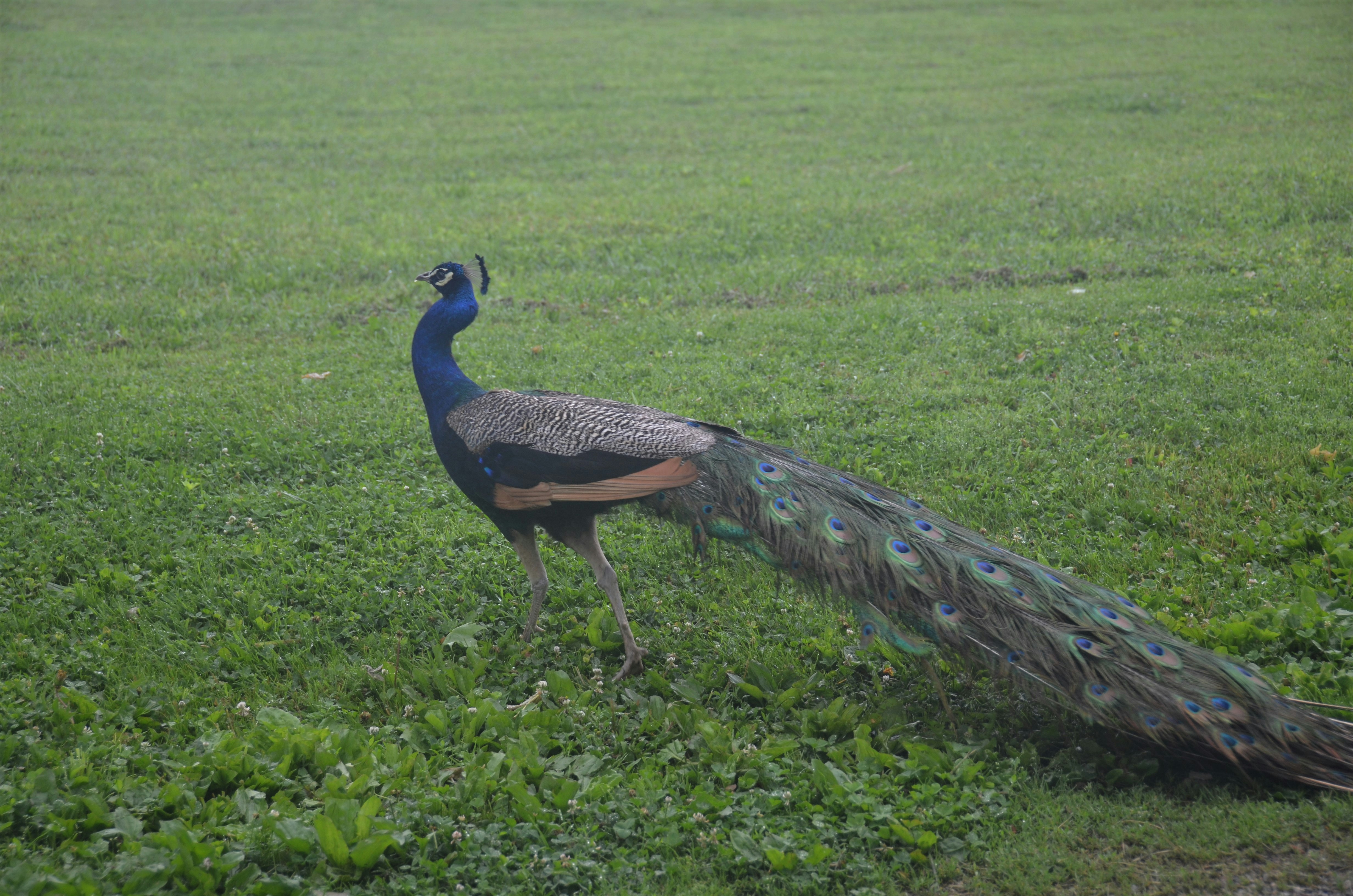 Emerald Plume: a peacock crosses a green field