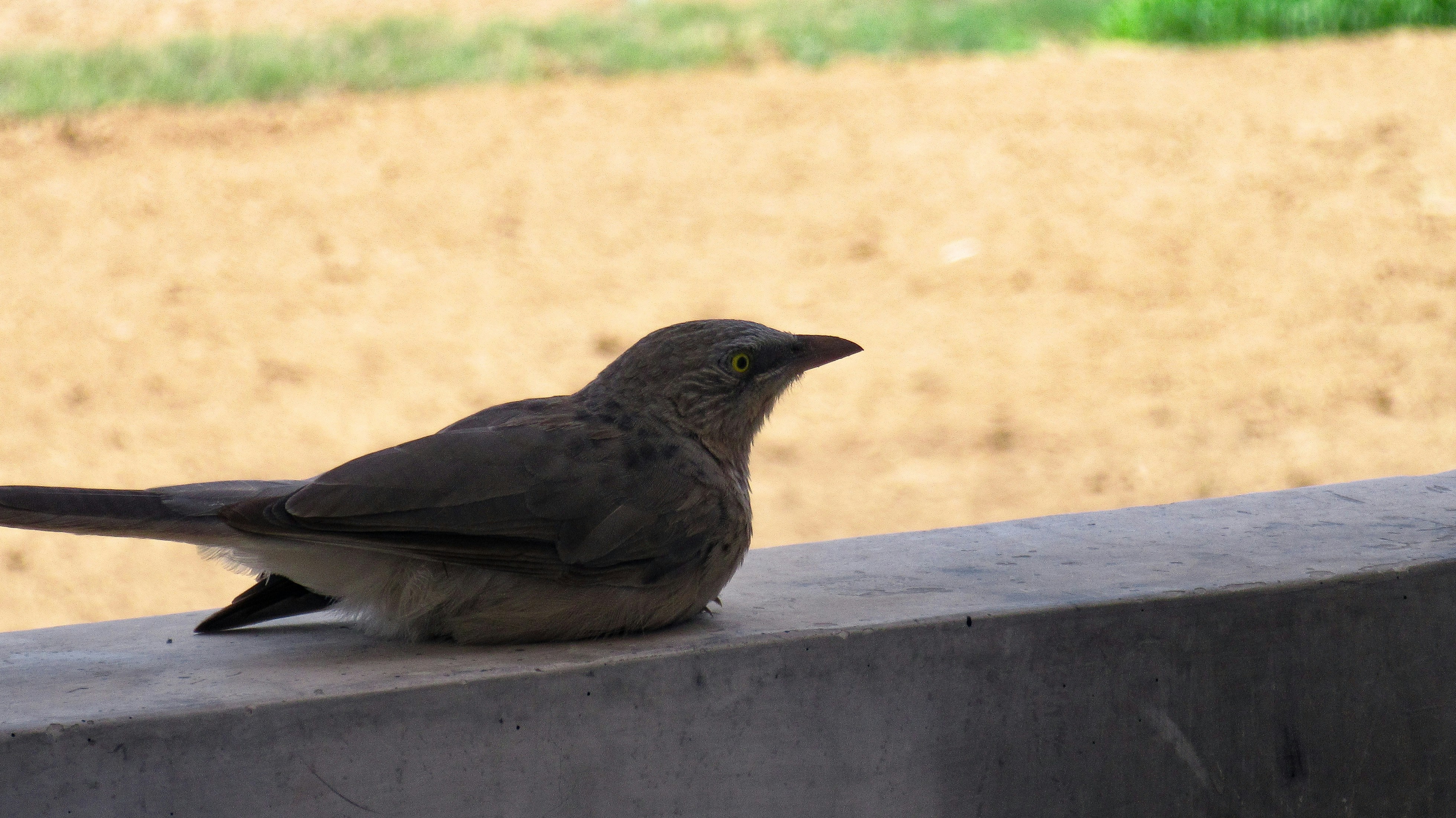 A bird perched on a ledge, observing its surroundings against a blurred background of earthy tones. The scene captures the essence of nature's quiet moments.