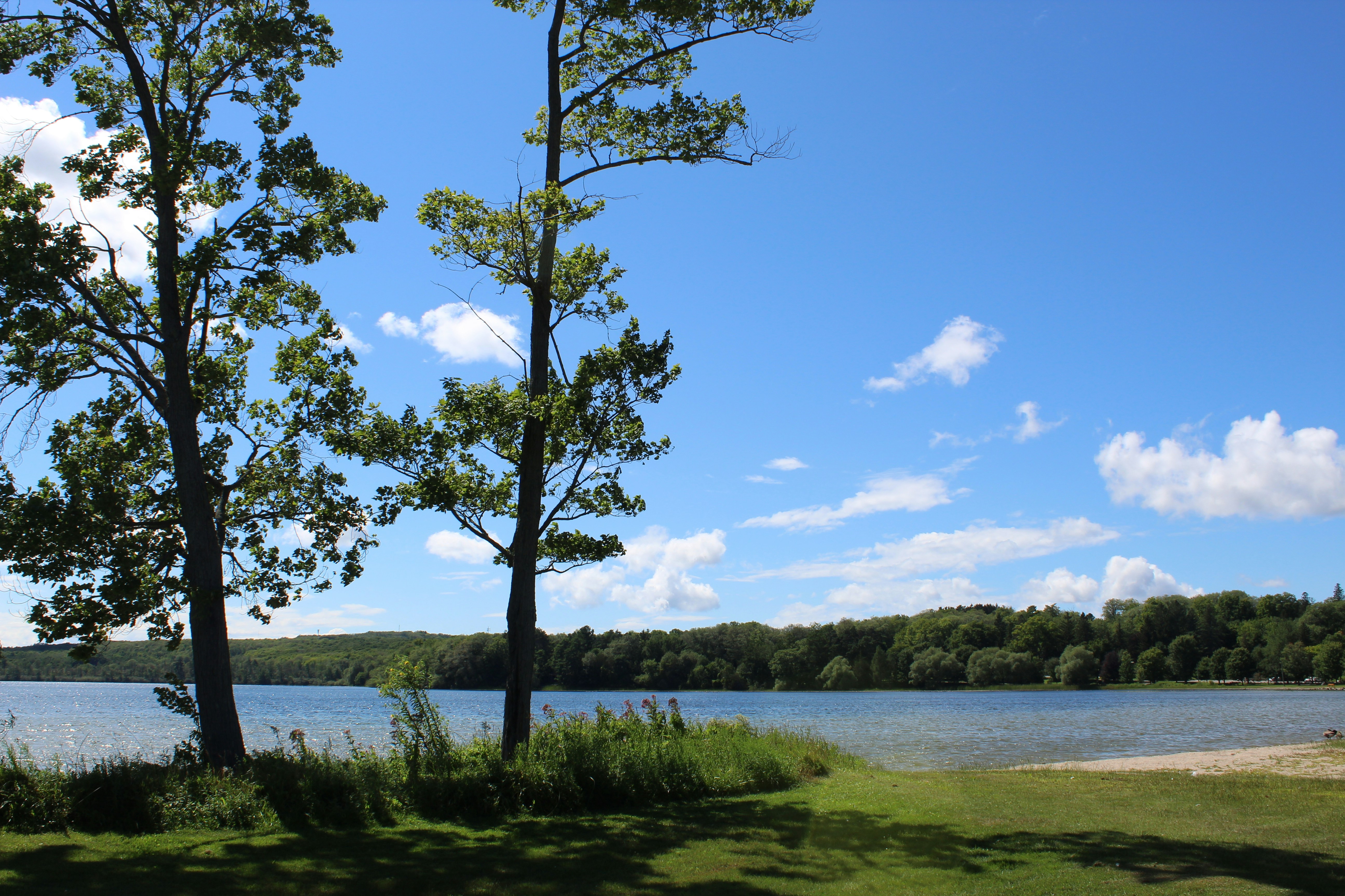 Two tall trees frame a serene lakeside view, with a clear blue sky and gentle clouds reflecting on the water's surface.