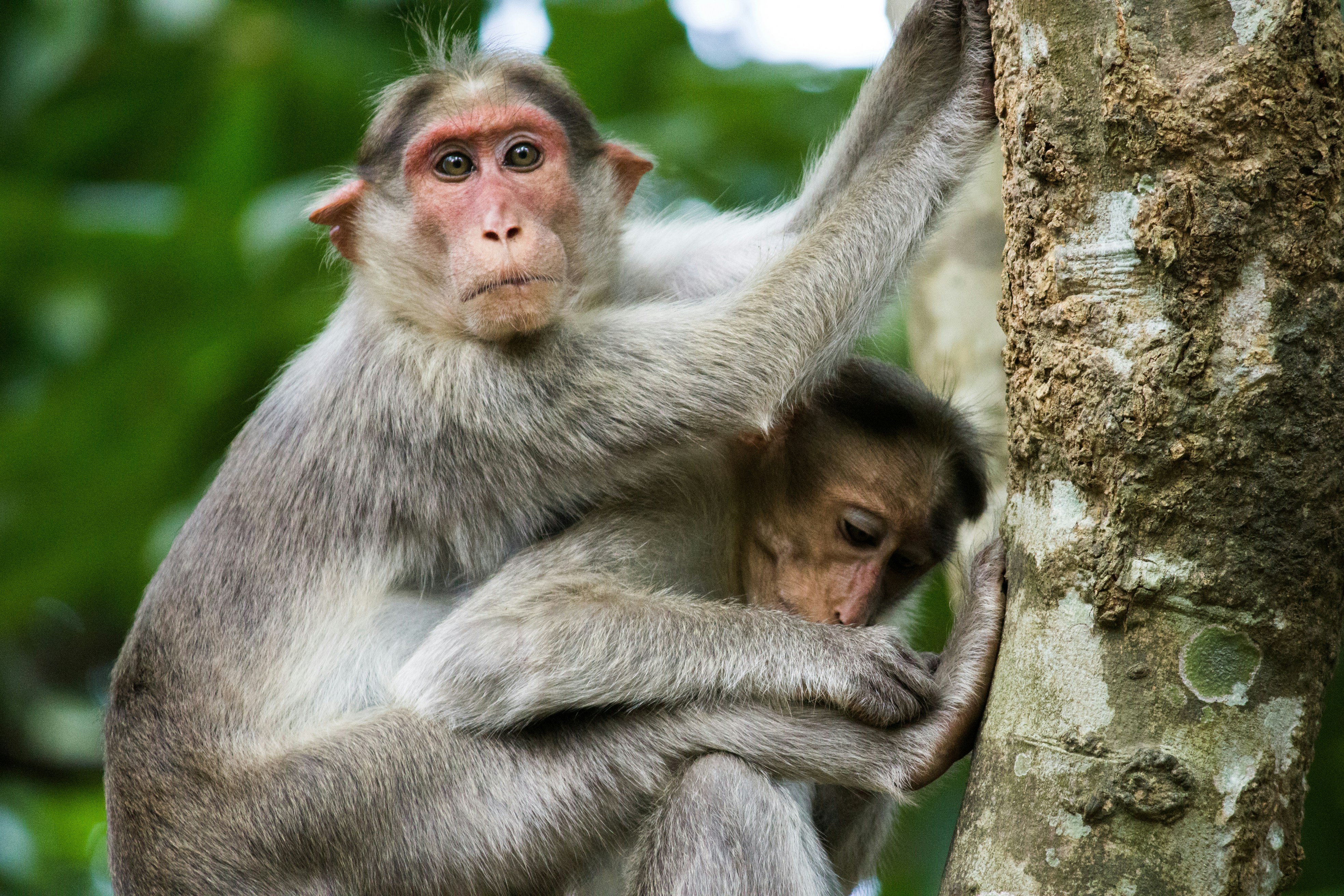 Foto Un mono colgado de la rama de un árbol – Imagen Mono gratis en ...